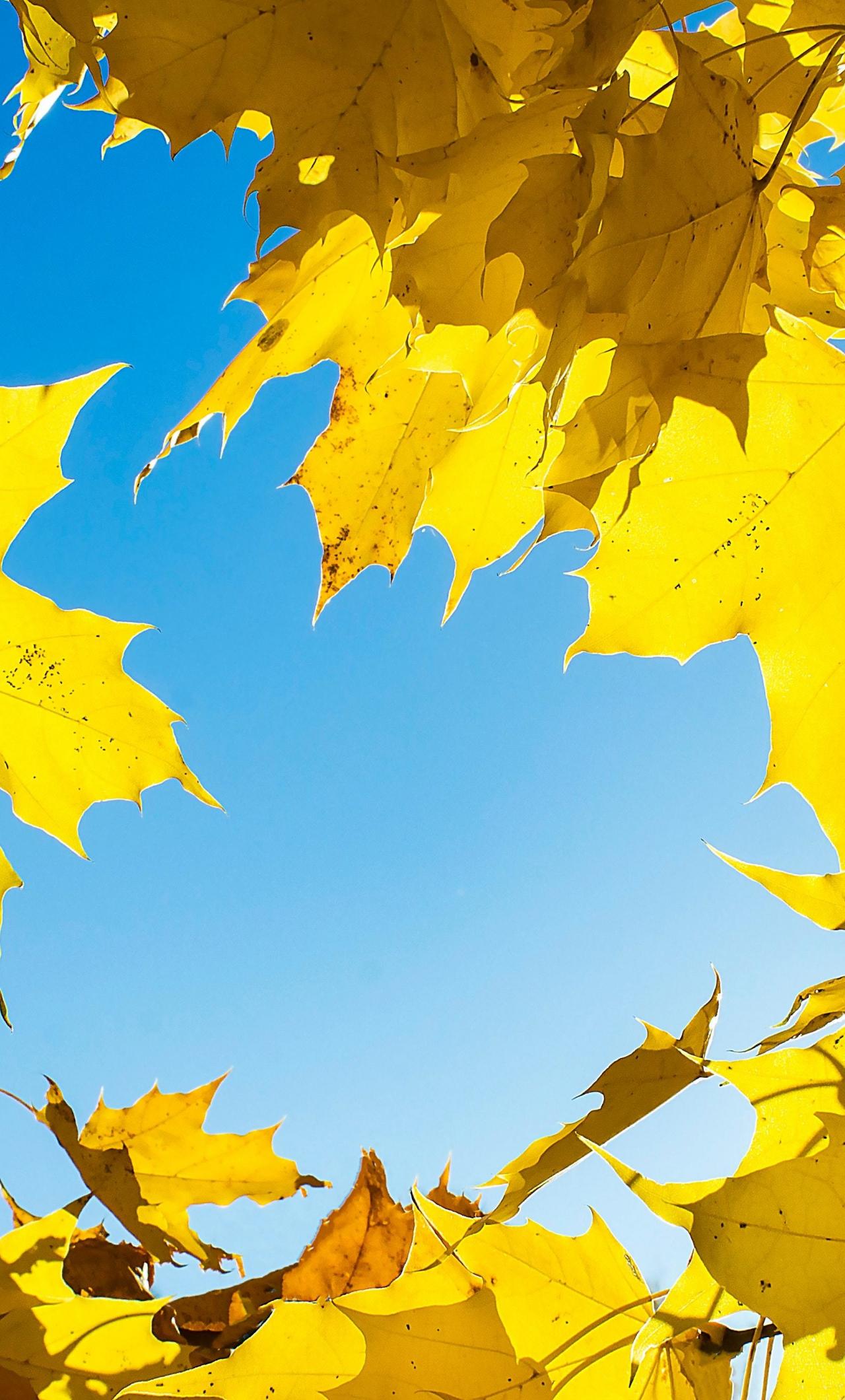 Yellow Leaves Wallpapers - Top Free Yellow Leaves Backgrounds ...