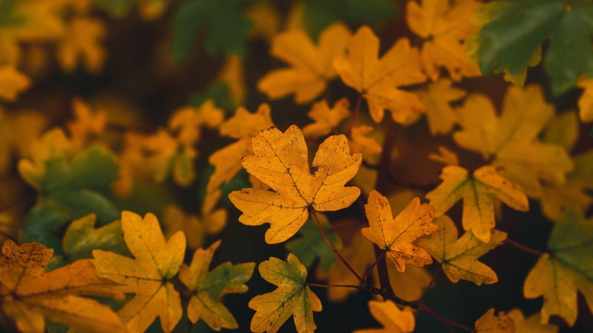 Yellow Leaves Wallpapers - Top Free Yellow Leaves Backgrounds ...