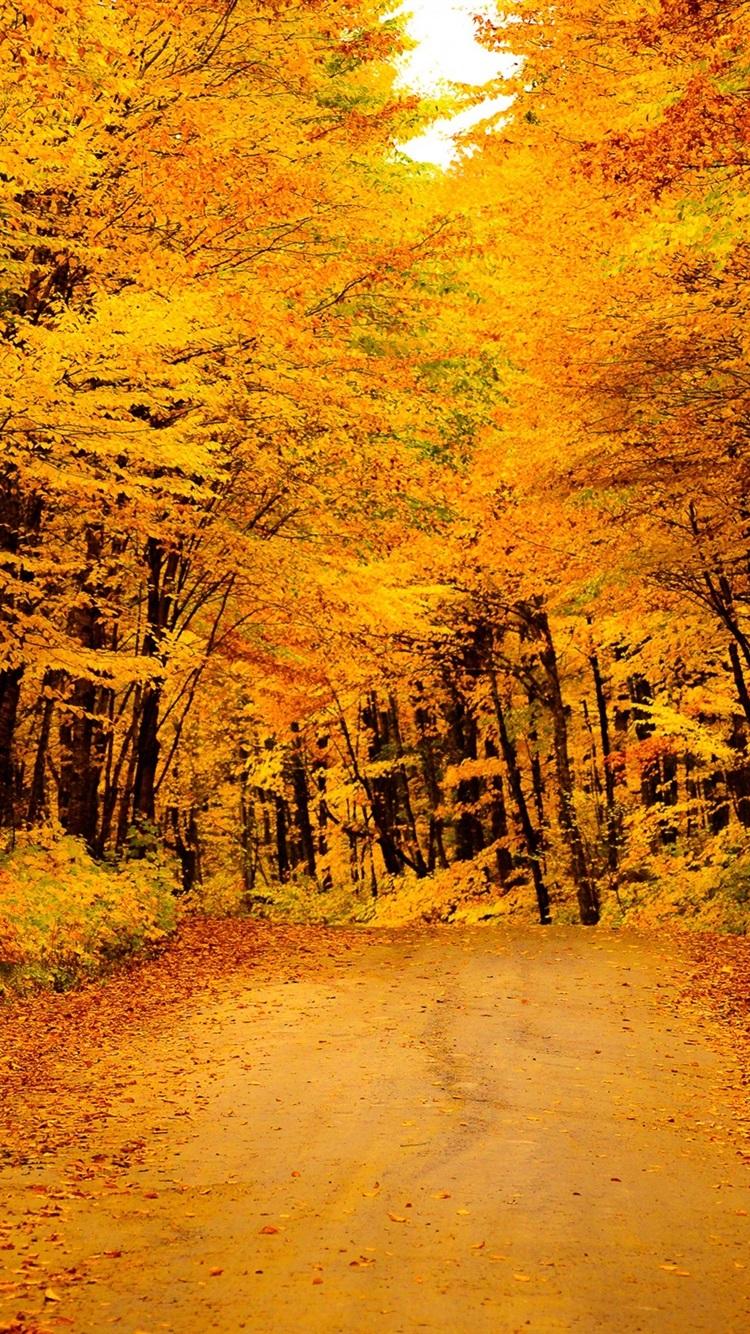 Yellow Leaves Wallpapers - Top Free Yellow Leaves Backgrounds ...