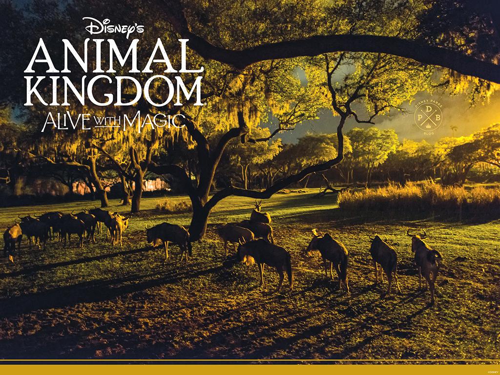 Disney Animal Kingdom Wallpapers - Top Free Disney Animal Kingdom ...