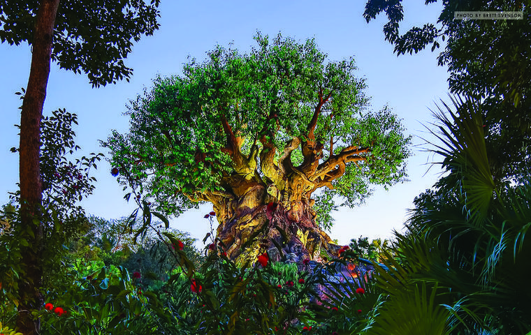 Disney Animal Kingdom Wallpapers - Top Free Disney Animal Kingdom ...