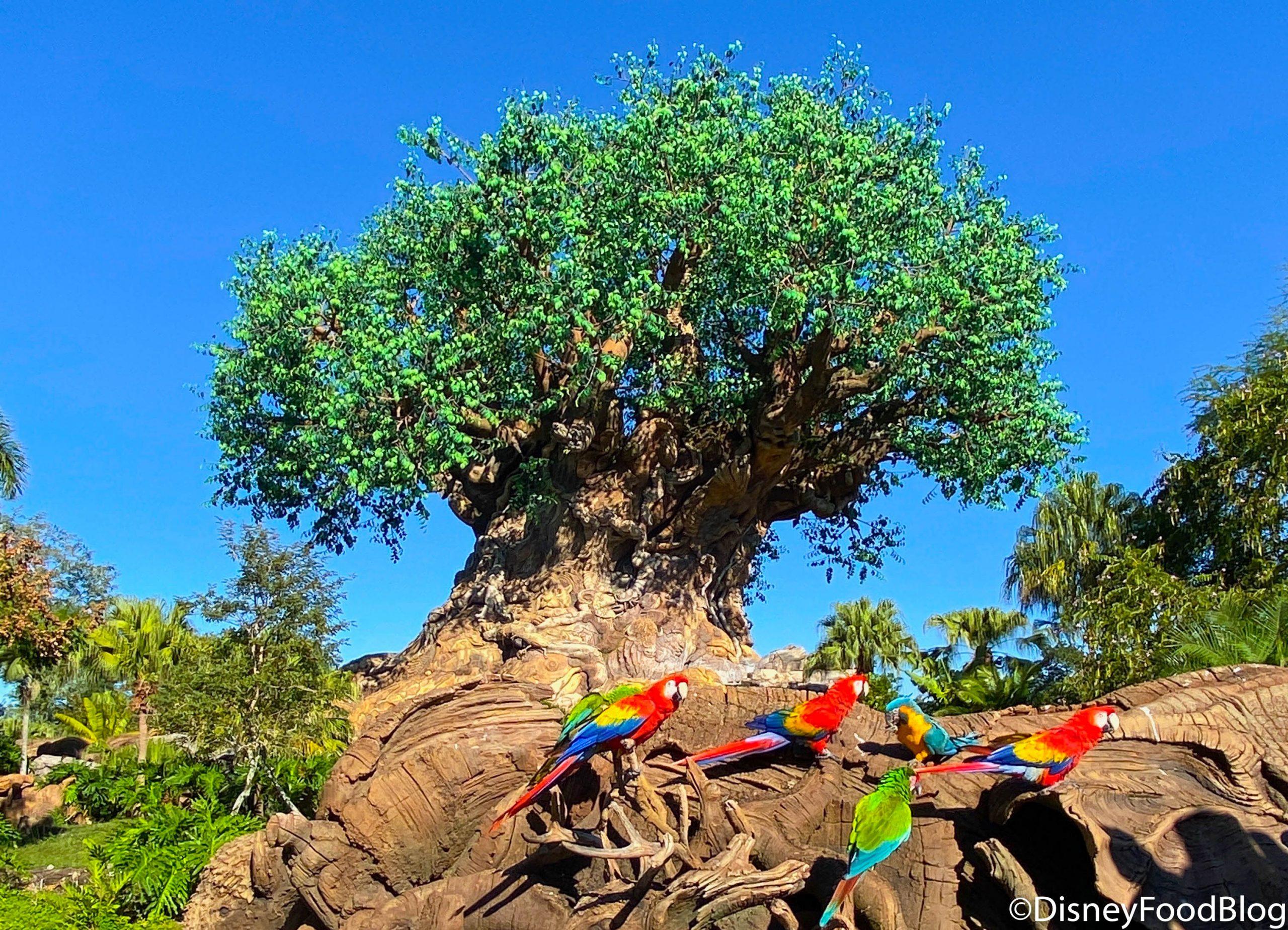 Disney Animal Kingdom Wallpapers - Top Free Disney Animal Kingdom ...