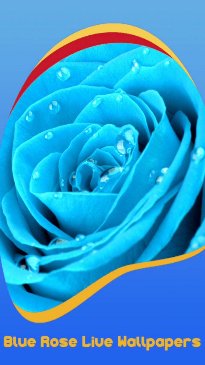 Blue Rose Phone Wallpapers - Top Free Blue Rose Phone Backgrounds ...