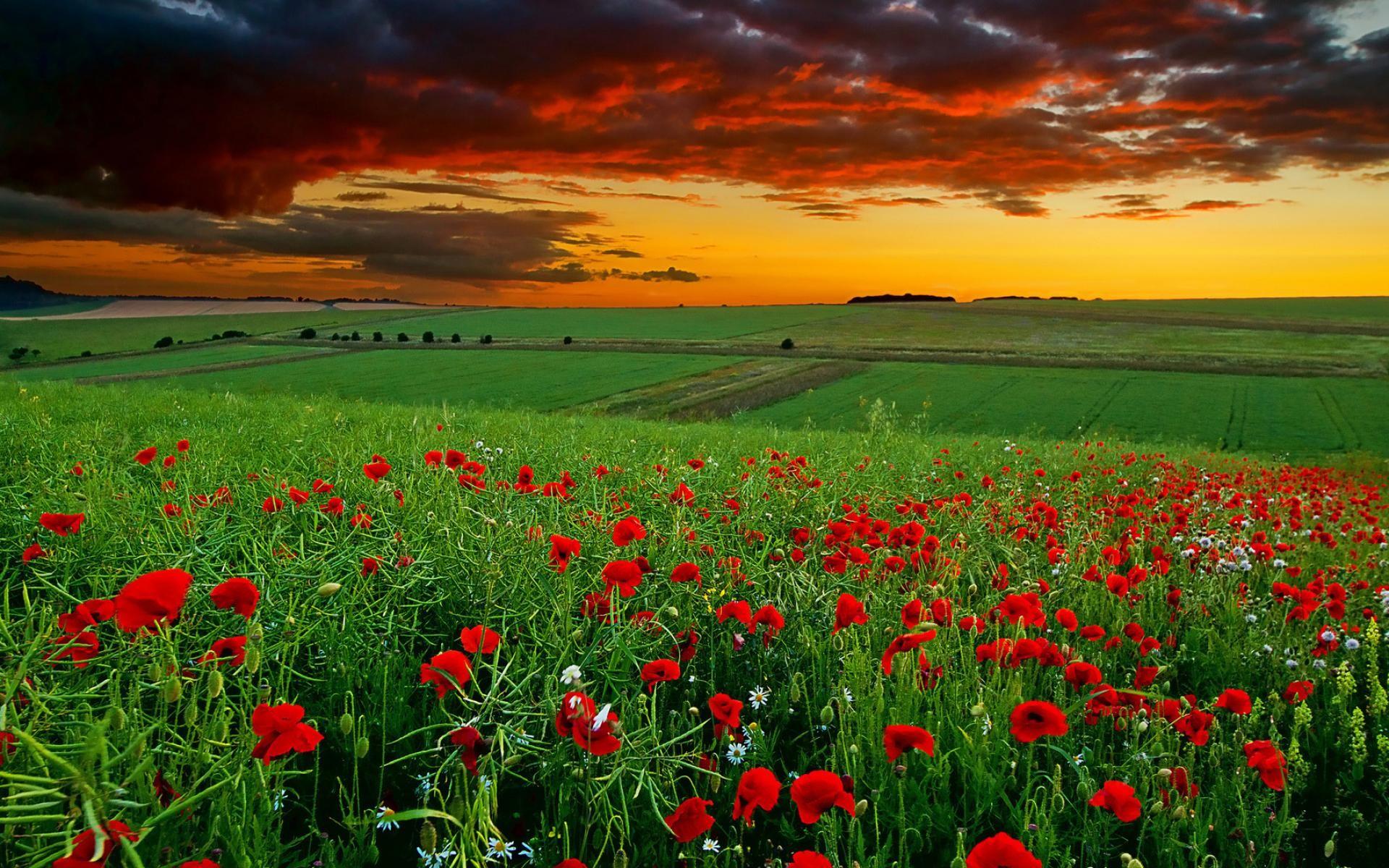 Florida Landscape Wallpapers - Top Free Florida Landscape Backgrounds ...