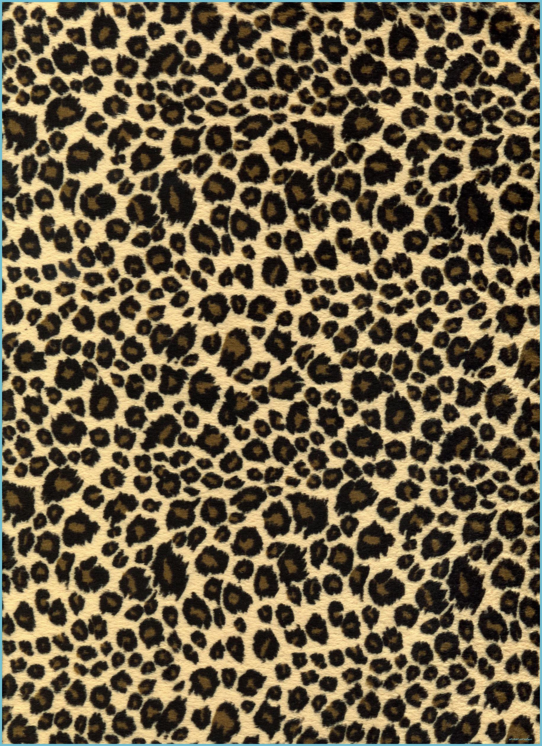 Cute Leopard Print Wallpapers - Top Free Cute Leopard Print Backgrounds ...