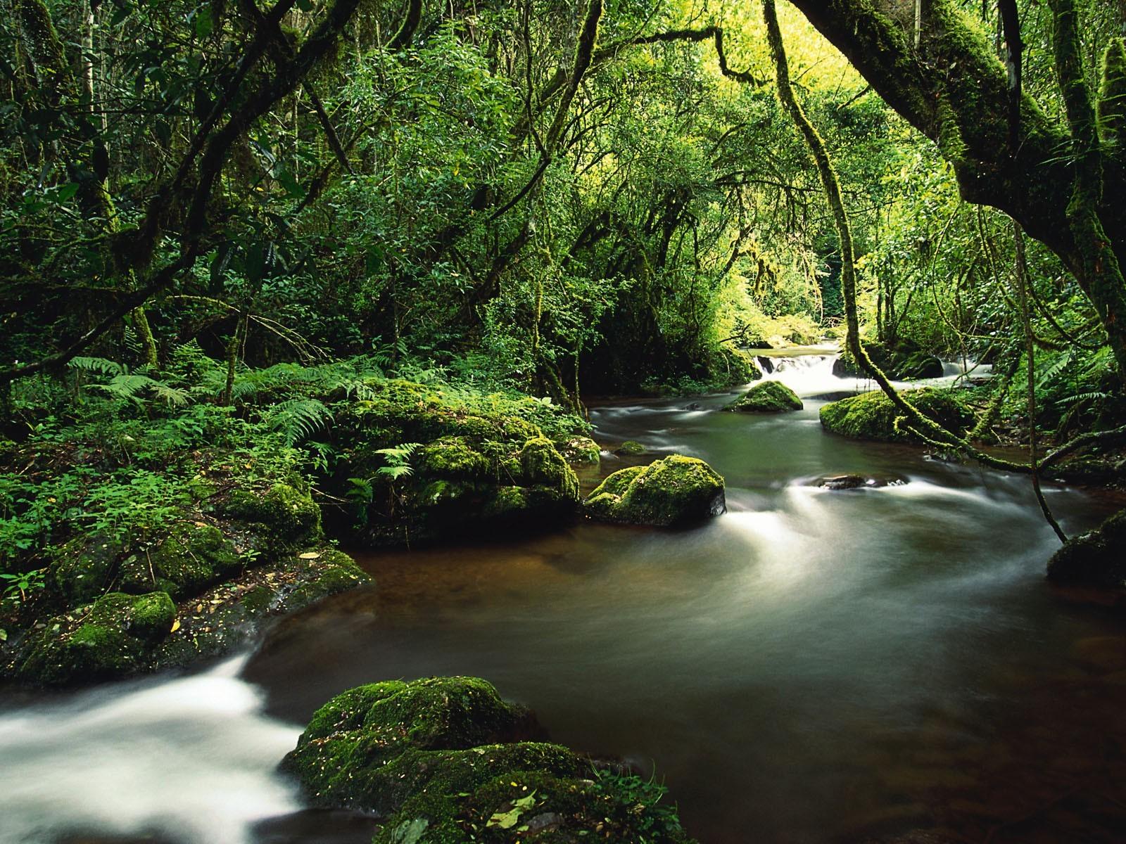 Jungle River Wallpapers - Top Free Jungle River Backgrounds ...