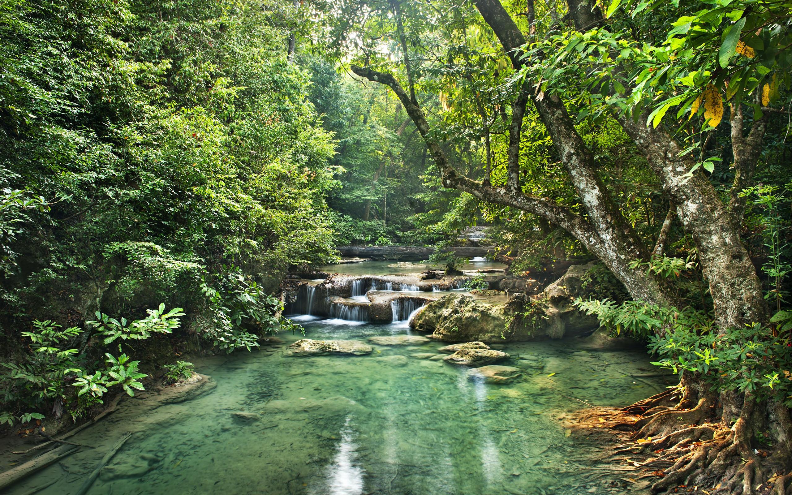 Jungle River Wallpapers - Top Free Jungle River Backgrounds ...