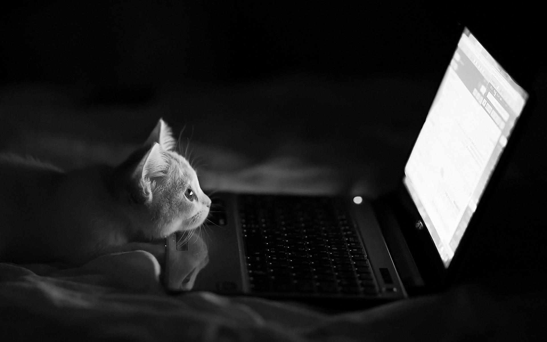 Galaxy Cat Laptop Wallpapers - Top Free Galaxy Cat Laptop Backgrounds ...