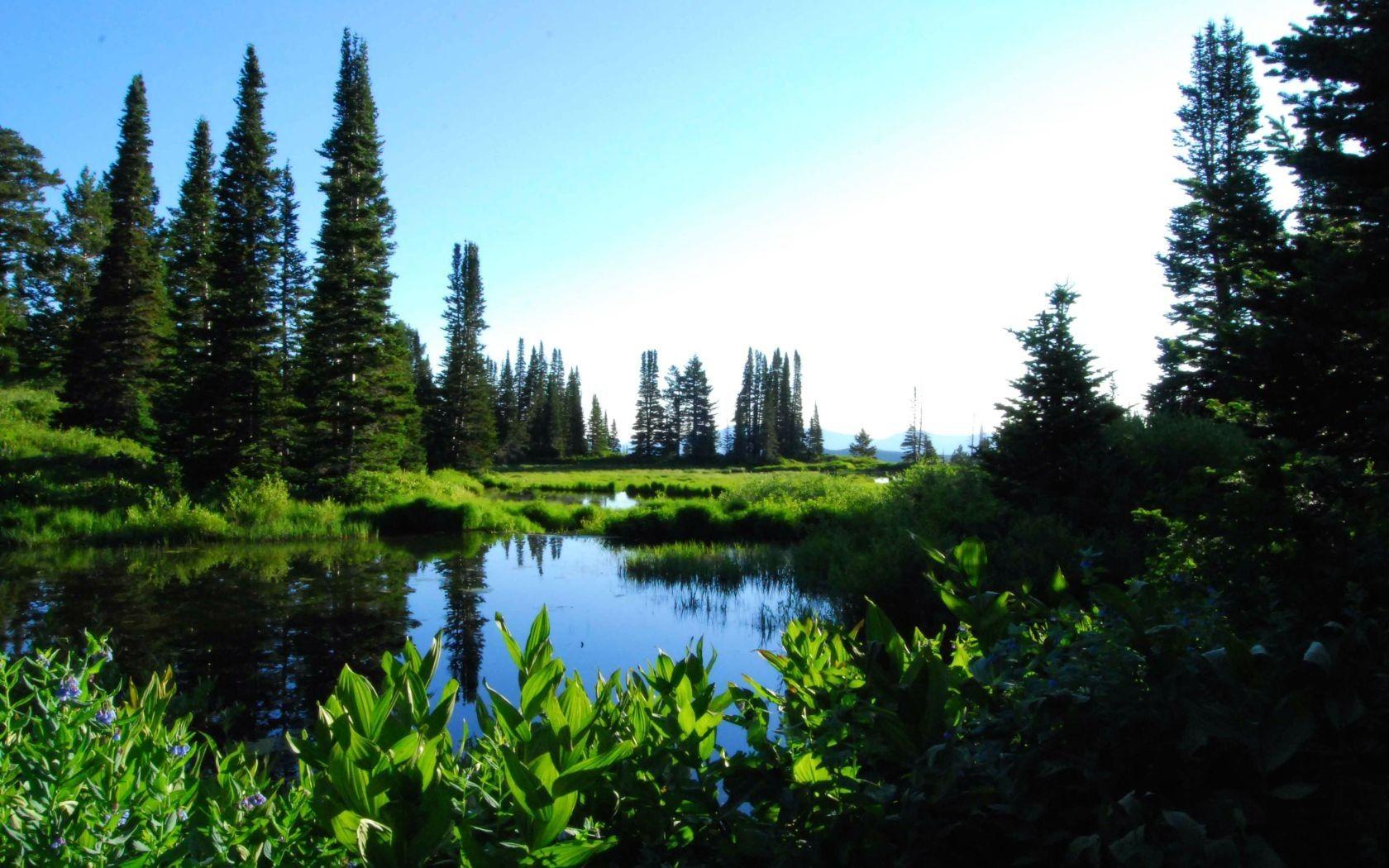 Utah Forest Wallpapers - Top Free Utah Forest Backgrounds - WallpaperAccess