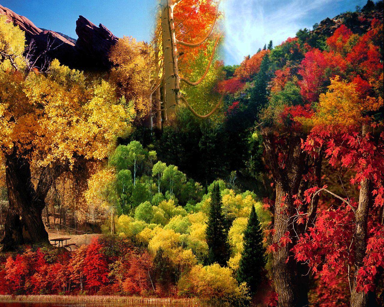 Utah Forest Wallpapers - Top Free Utah Forest Backgrounds - WallpaperAccess