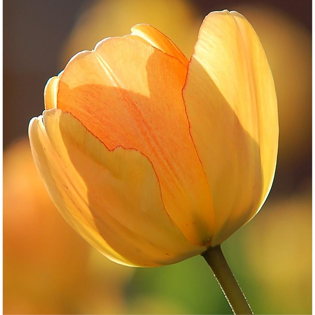 Spring Vertical Wallpapers - Top Free Spring Vertical Backgrounds ...