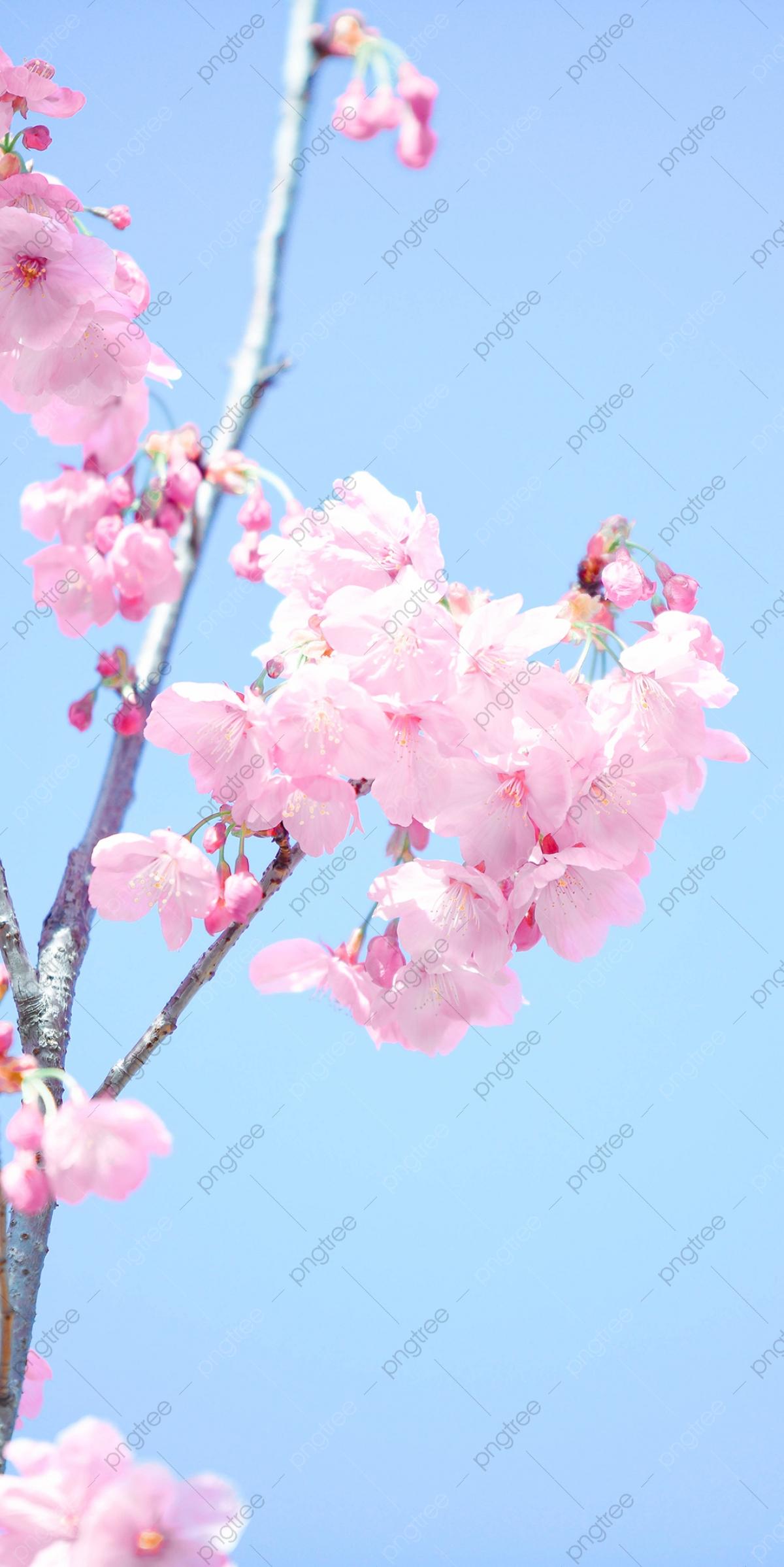 Spring Vertical Wallpapers - Top Free Spring Vertical Backgrounds ...