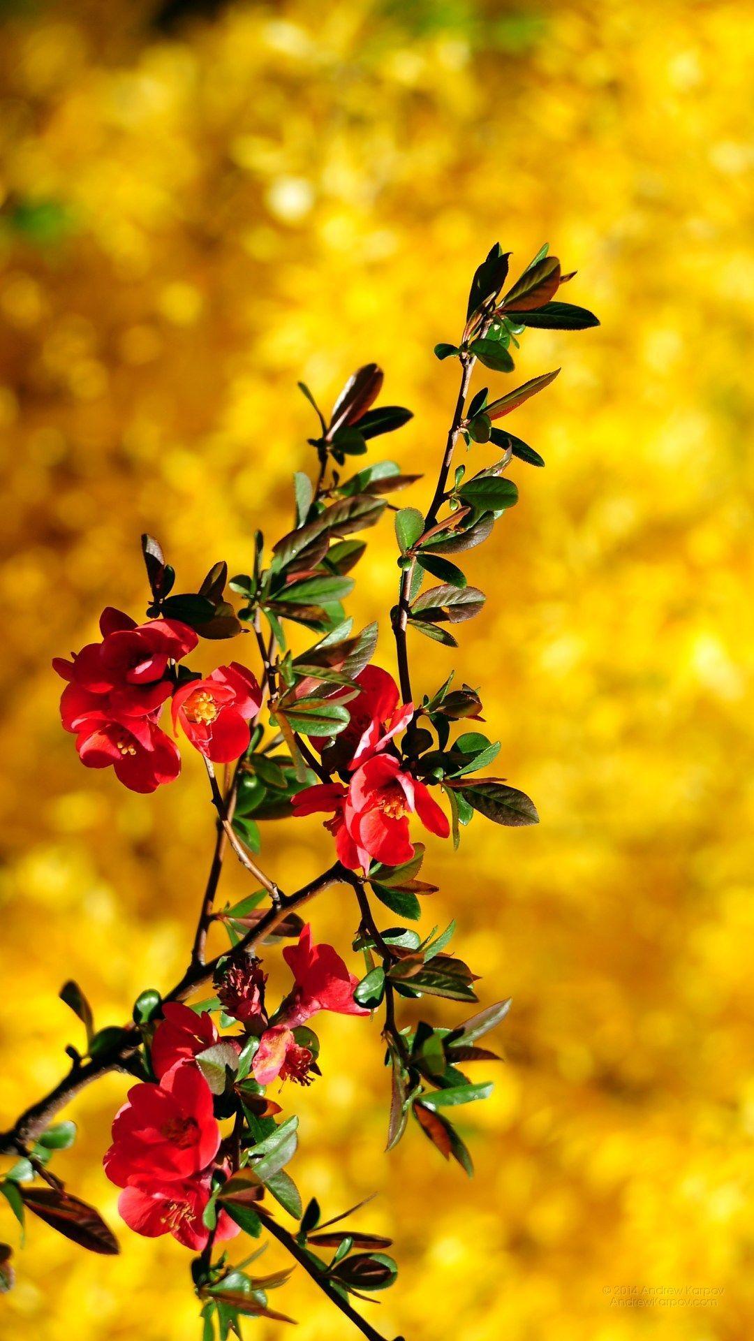 Spring Vertical Wallpapers - Top Free Spring Vertical Backgrounds ...