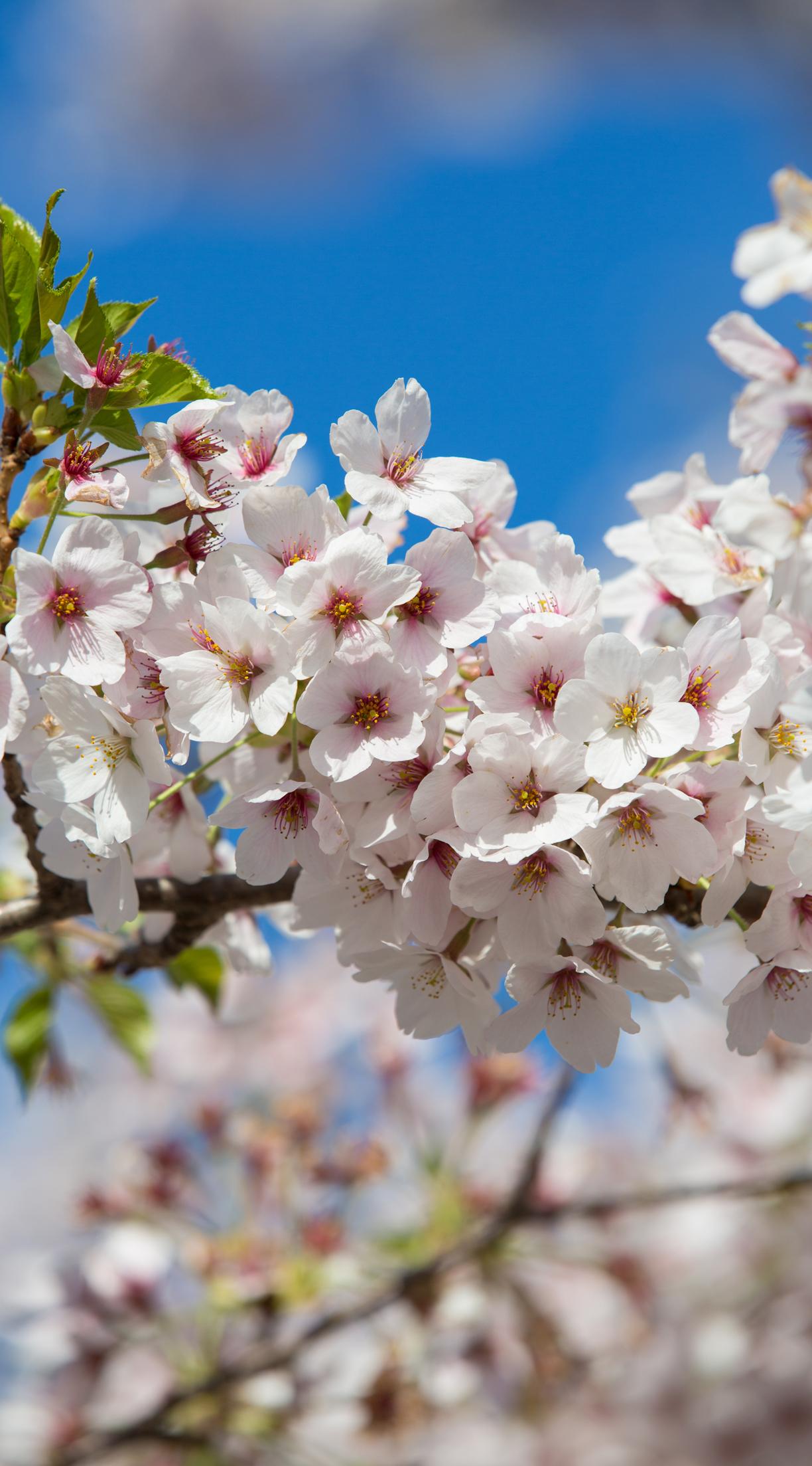 Spring Vertical Wallpapers - Top Free Spring Vertical Backgrounds ...