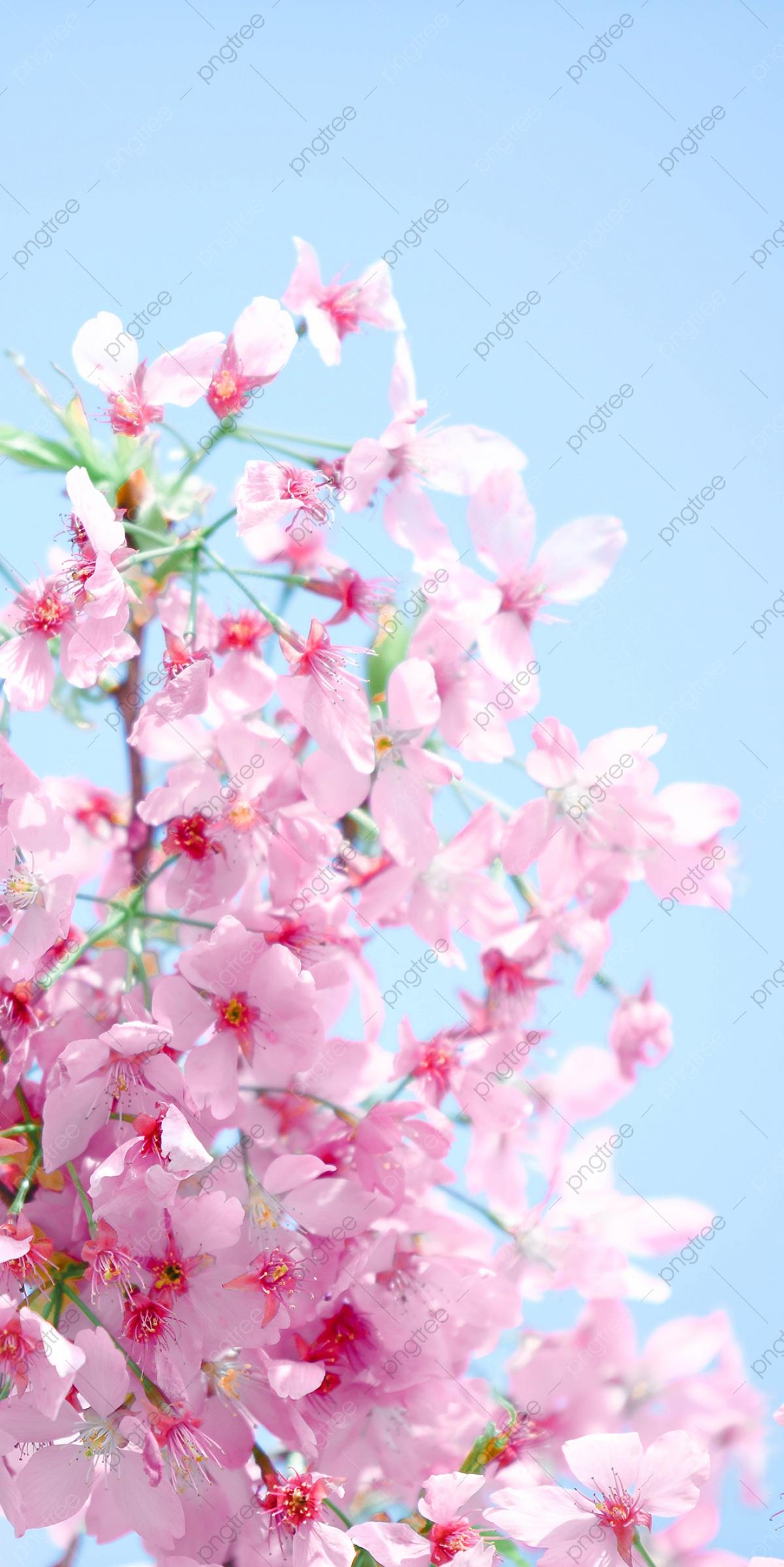 Spring Vertical Wallpapers - Top Free Spring Vertical Backgrounds ...
