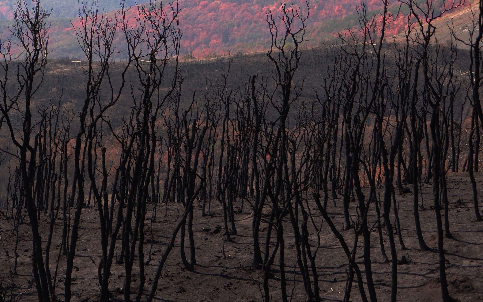 Utah Forest Wallpapers - Top Free Utah Forest Backgrounds - WallpaperAccess