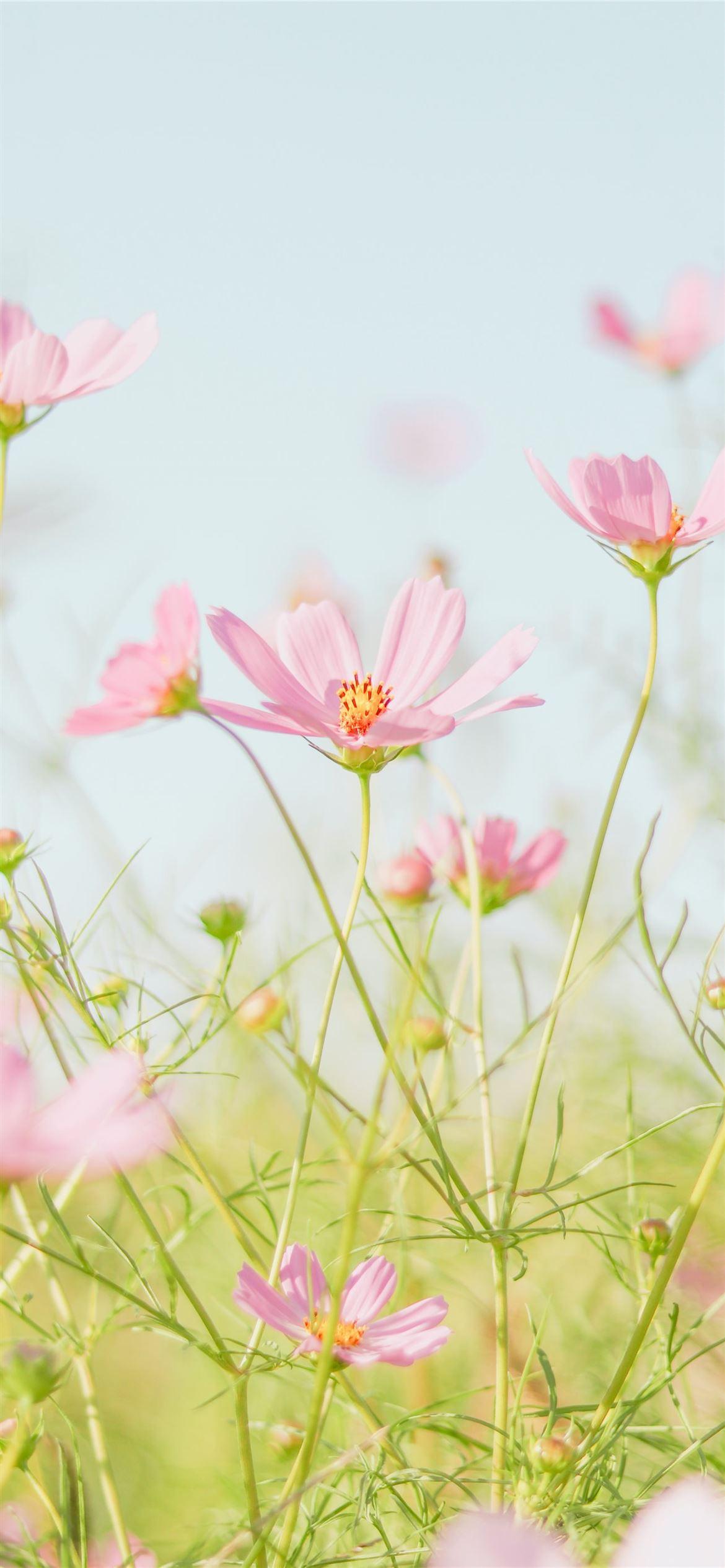 Spring Vertical Wallpapers - Top Free Spring Vertical Backgrounds ...