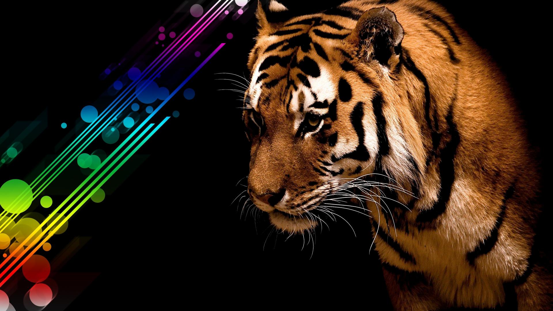 Colorful Animal Desktop Wallpapers - Top Free Colorful Animal Desktop ...