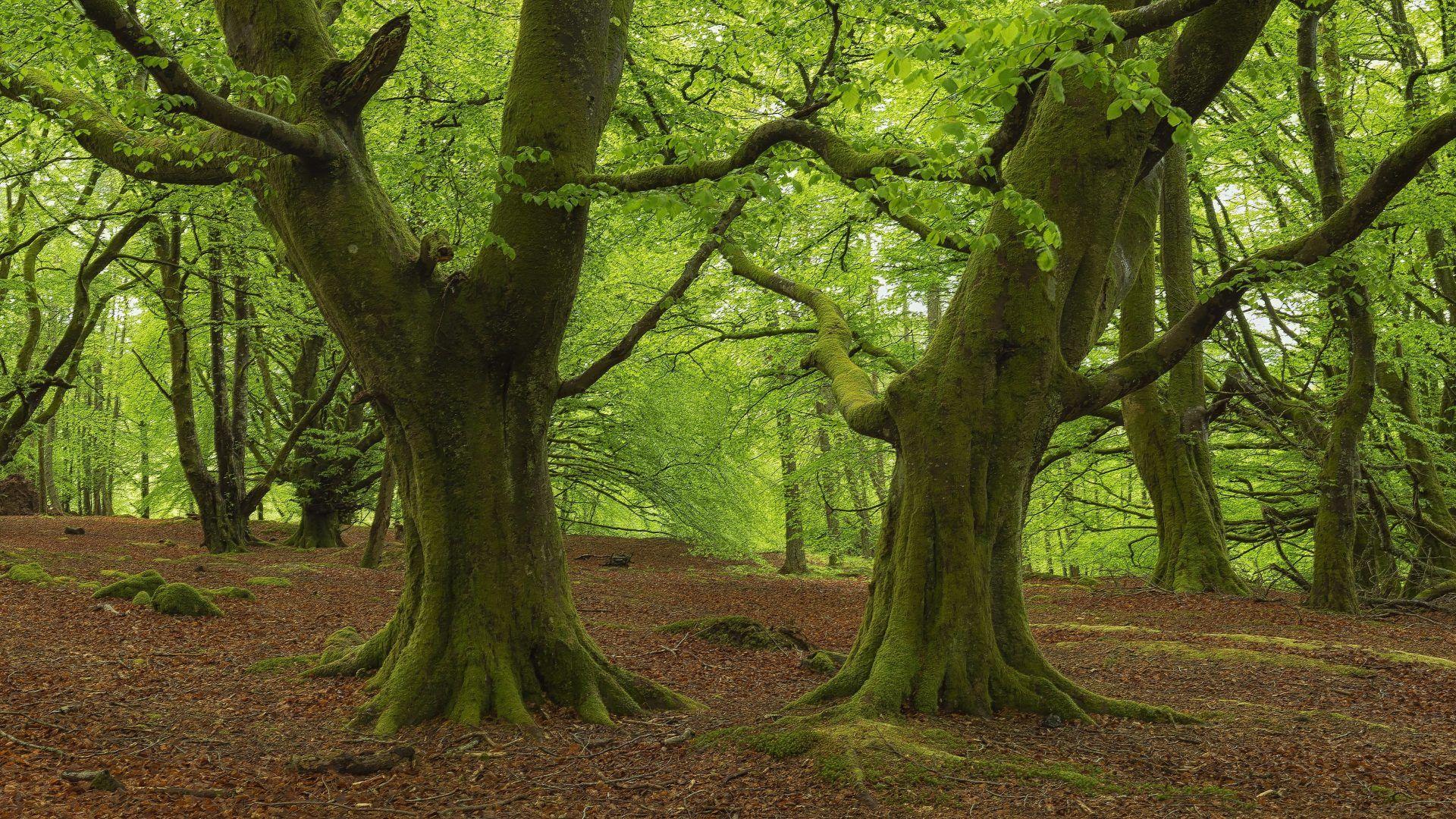 Utah Forest Wallpapers - Top Free Utah Forest Backgrounds - WallpaperAccess