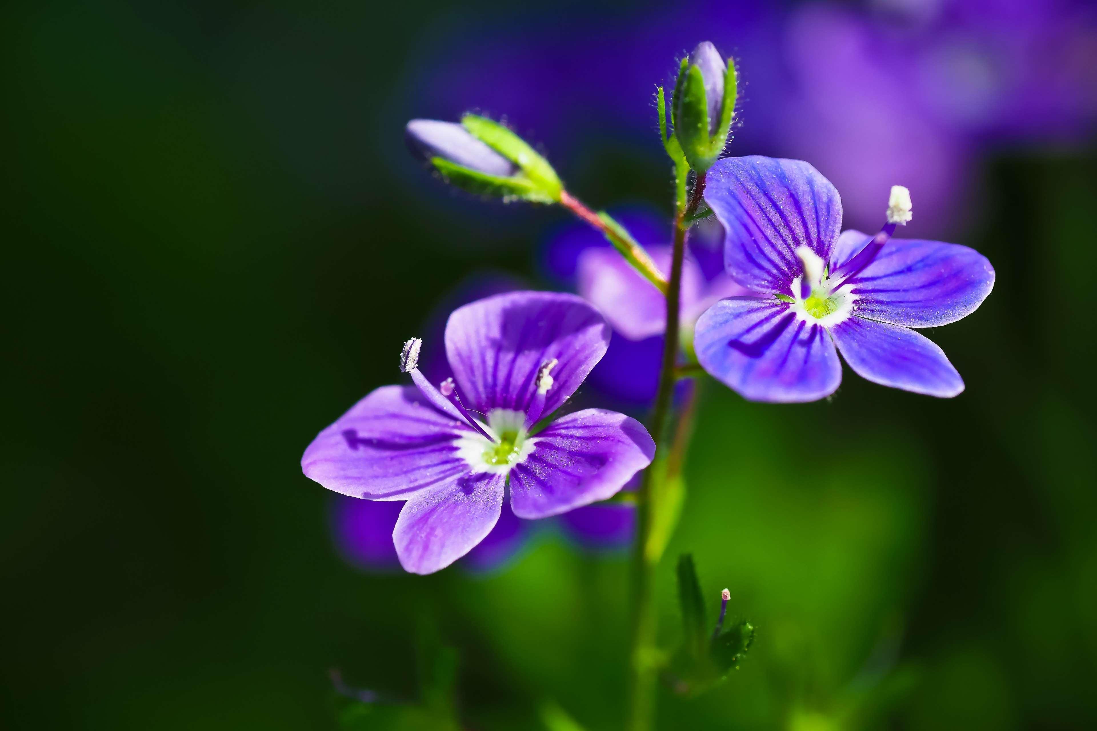 Naturopathy Wallpapers - Top Free Naturopathy Backgrounds - WallpaperAccess