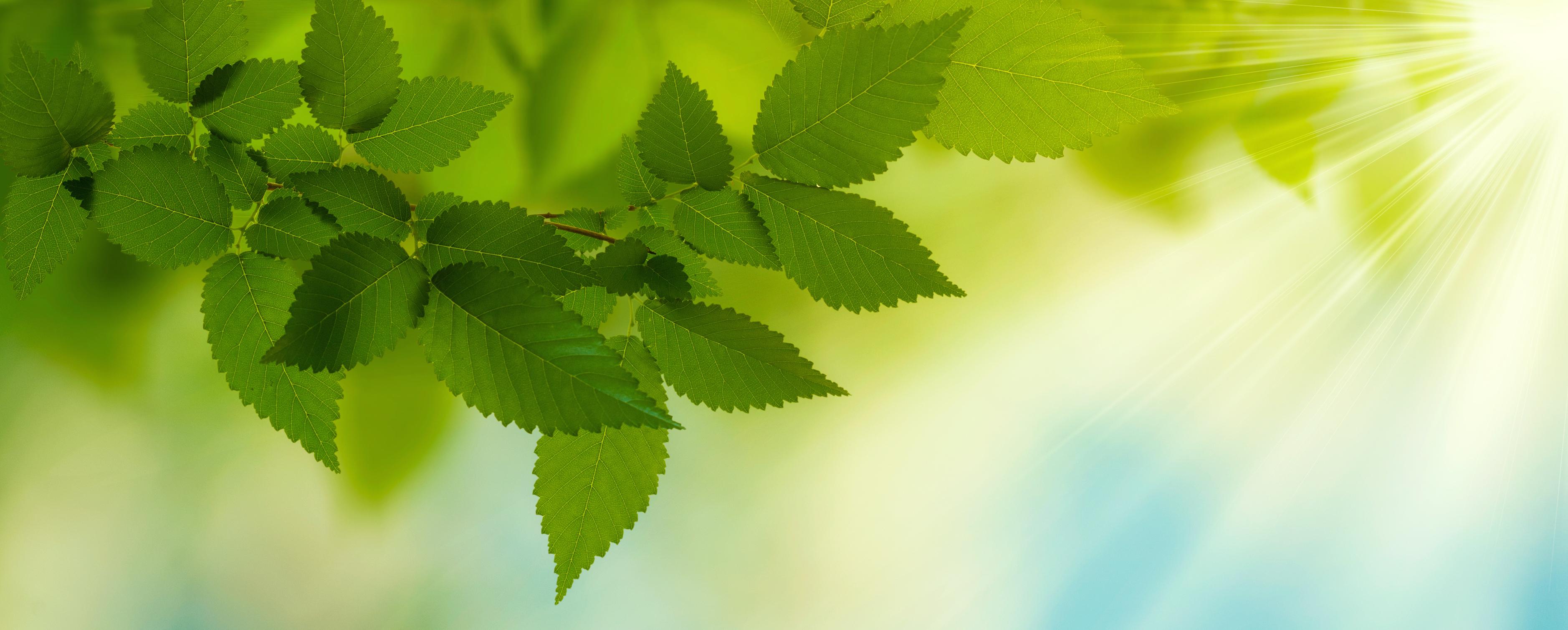 Naturopathy Wallpapers - Top Free Naturopathy Backgrounds - WallpaperAccess