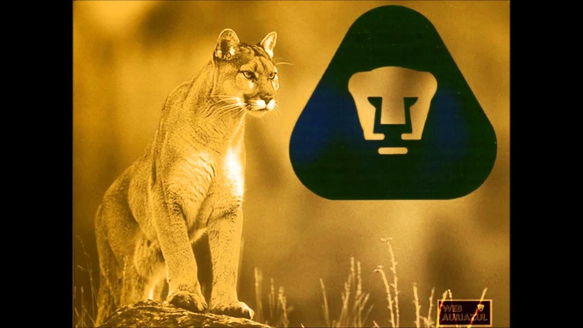 Pumas UNAM Wallpapers - Top Free Pumas UNAM Backgrounds - WallpaperAccess