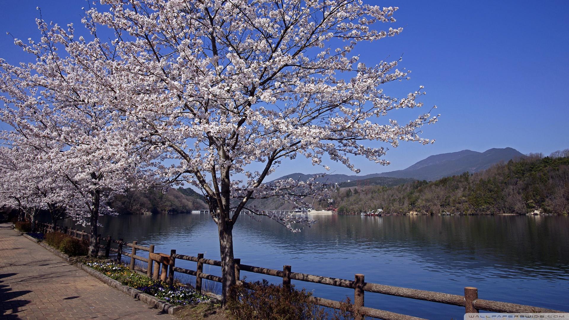 Cherry Lake Wallpapers - Top Free Cherry Lake Backgrounds - WallpaperAccess