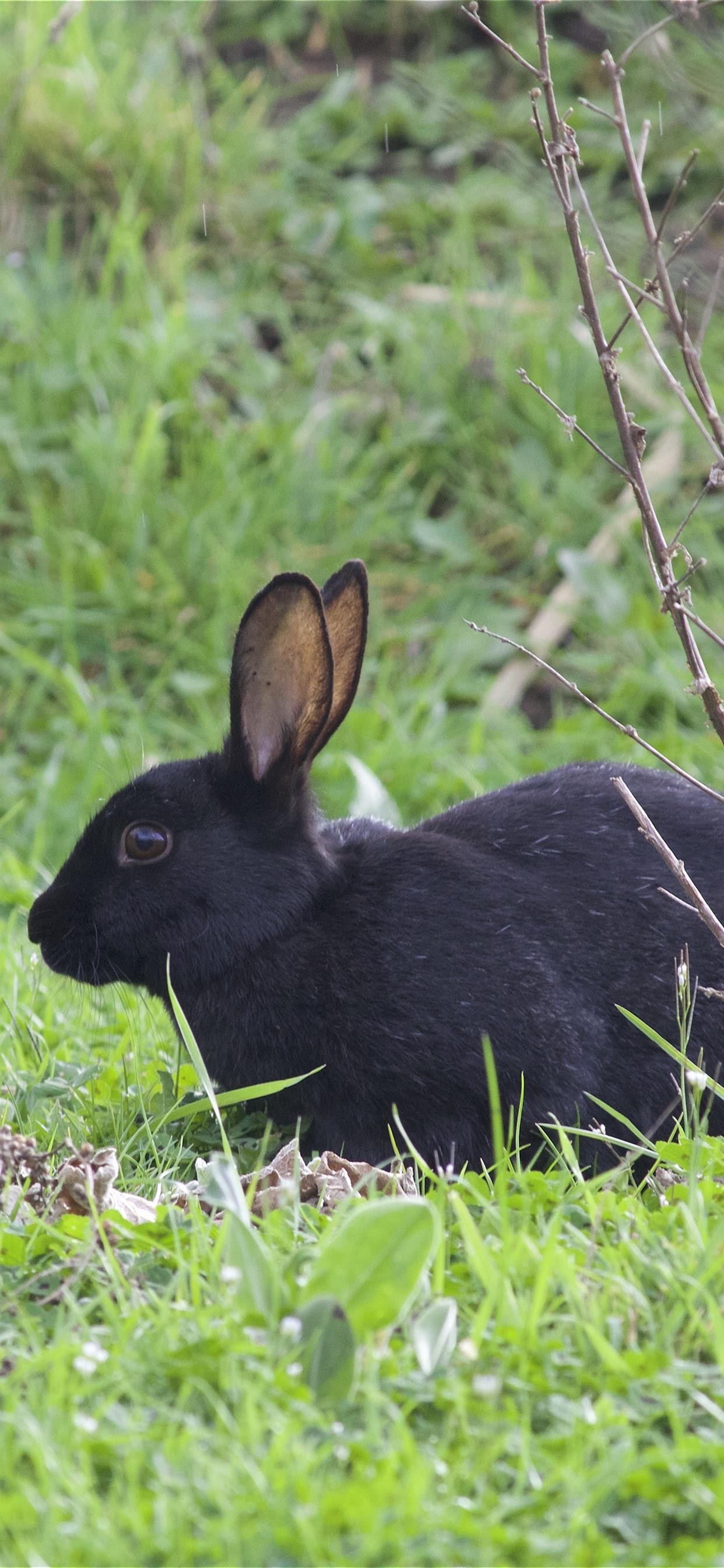 Black Rabbit Wallpapers - Top Free Black Rabbit Backgrounds ...