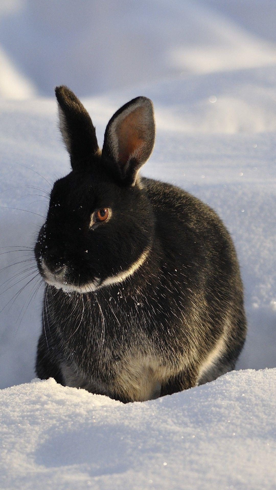 Black Rabbit Wallpapers - Top Free Black Rabbit Backgrounds ...