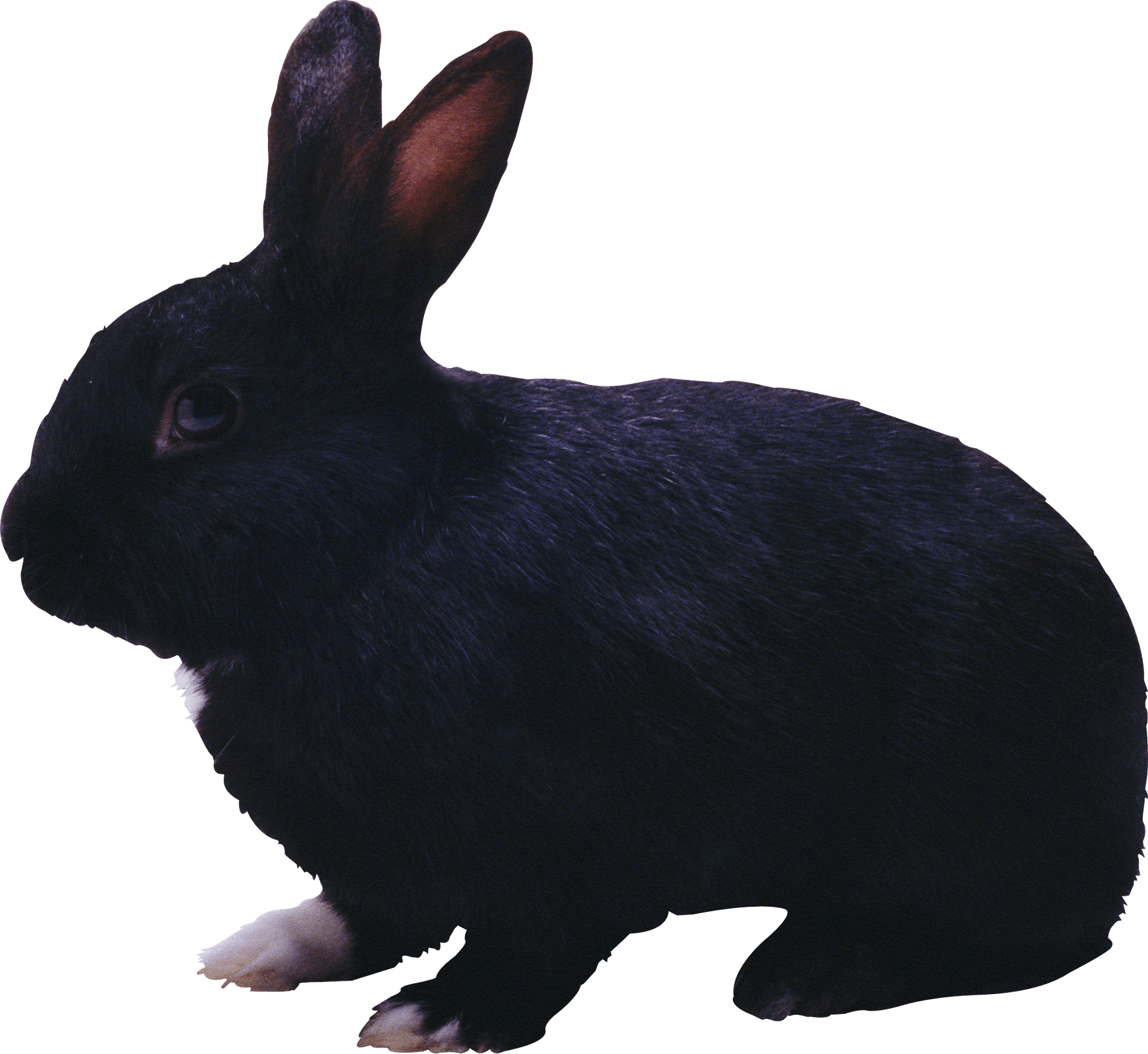 Black Rabbit Wallpapers - Top Free Black Rabbit Backgrounds ...