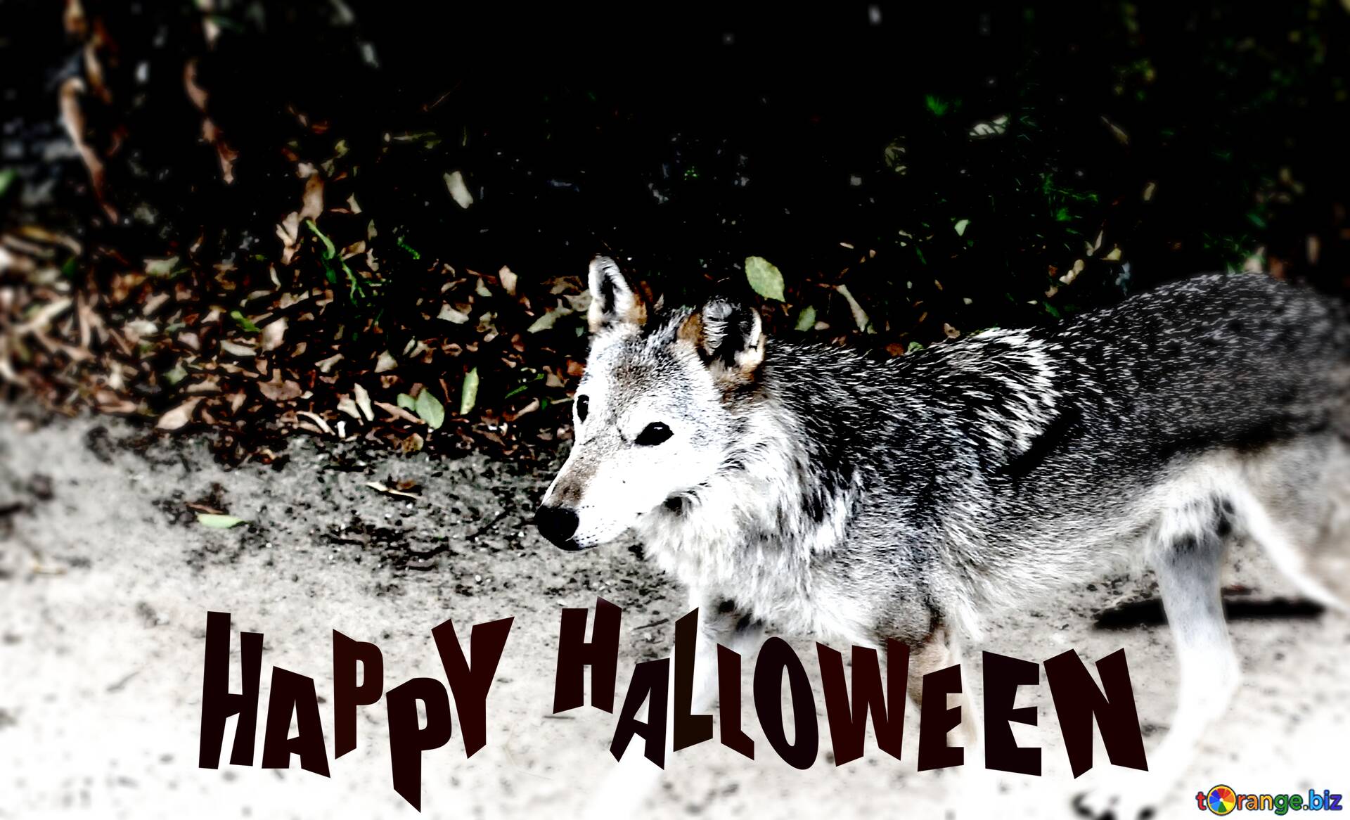 Halloween Wolf Wallpapers - Top Free Halloween Wolf Backgrounds ...