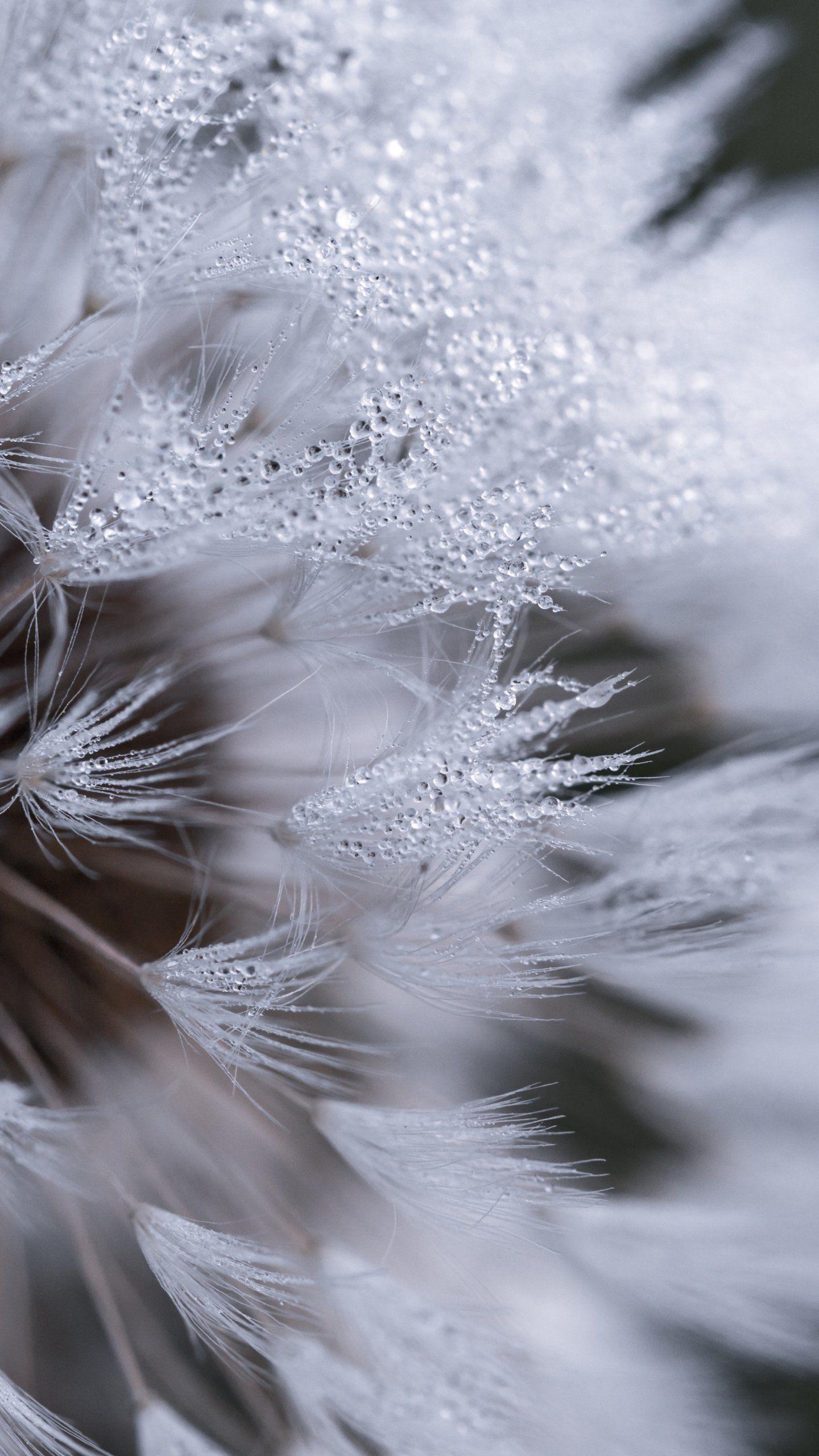 Dandelion iPhone Wallpapers - Top Free Dandelion iPhone Backgrounds ...