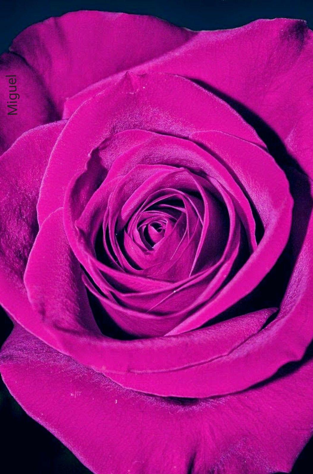 Magenta Roses Wallpapers - Top Free Magenta Roses Backgrounds ...