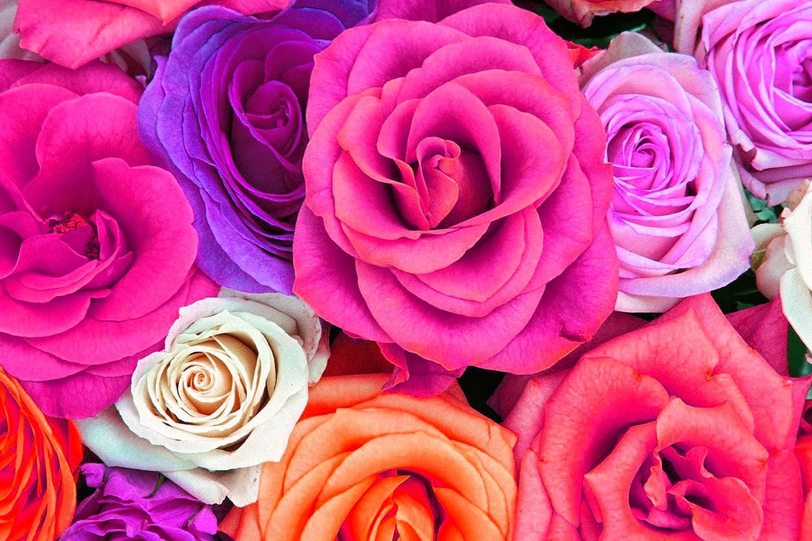 Magenta Roses Wallpapers - Top Free Magenta Roses Backgrounds ...