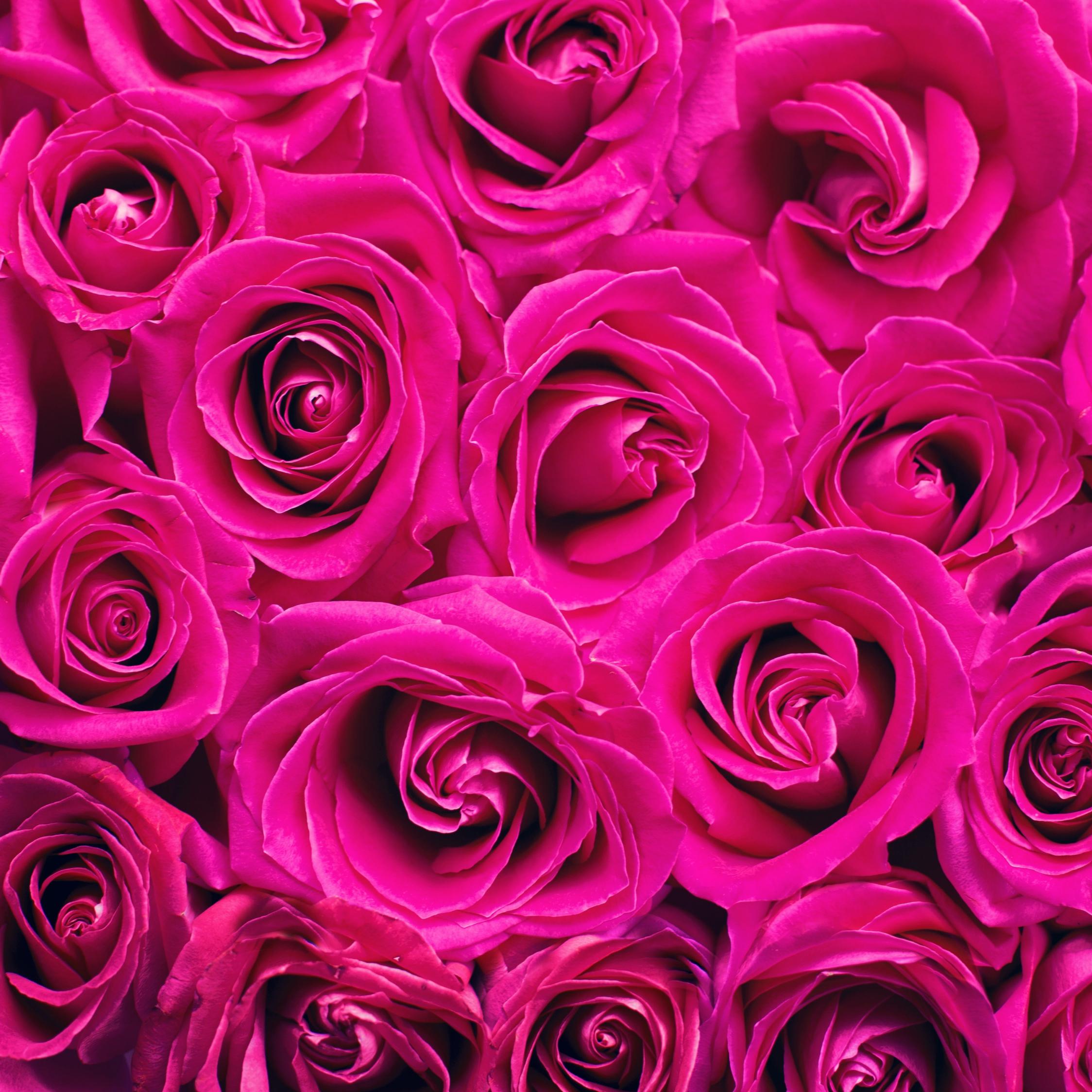 Magenta Roses Wallpapers - Top Free Magenta Roses Backgrounds ...