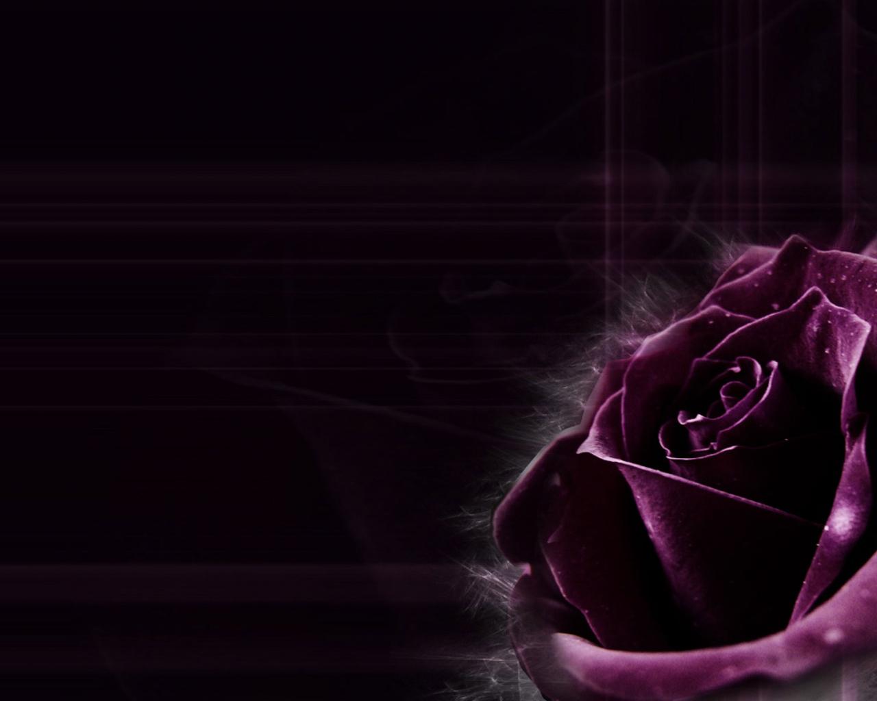 Magenta Roses Wallpapers - Top Free Magenta Roses Backgrounds ...