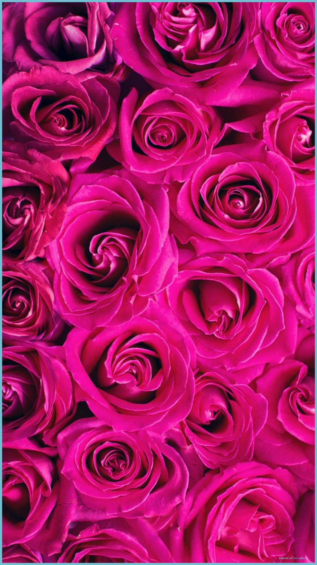 Magenta Roses Wallpapers - Top Free Magenta Roses Backgrounds ...