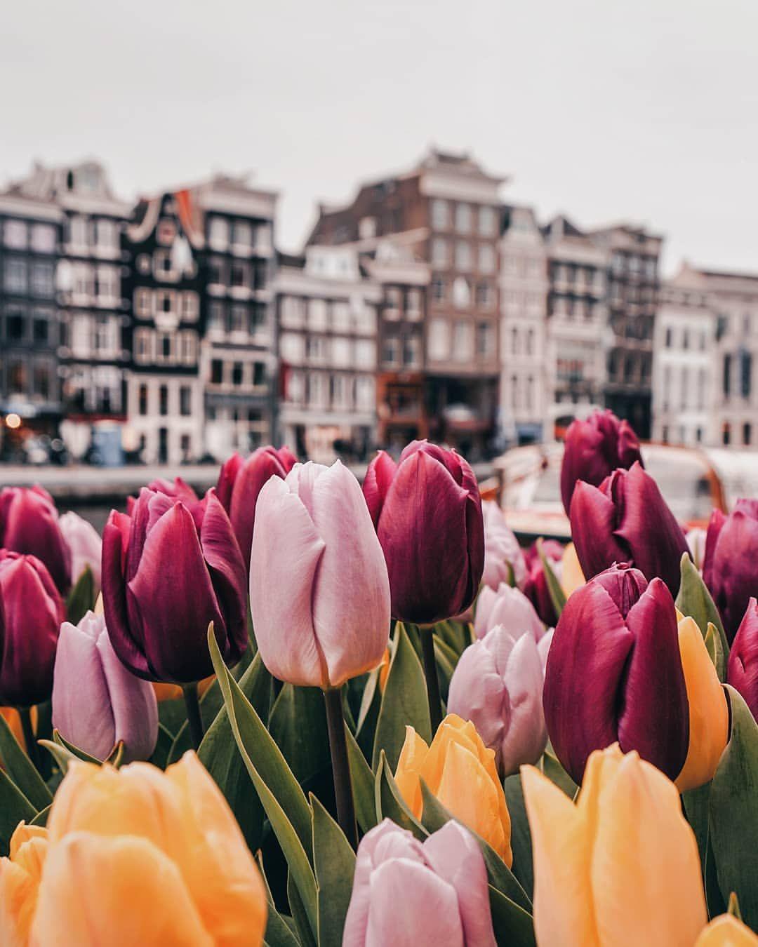 Amsterdam Spring Wallpapers - Top Free Amsterdam Spring Backgrounds ...