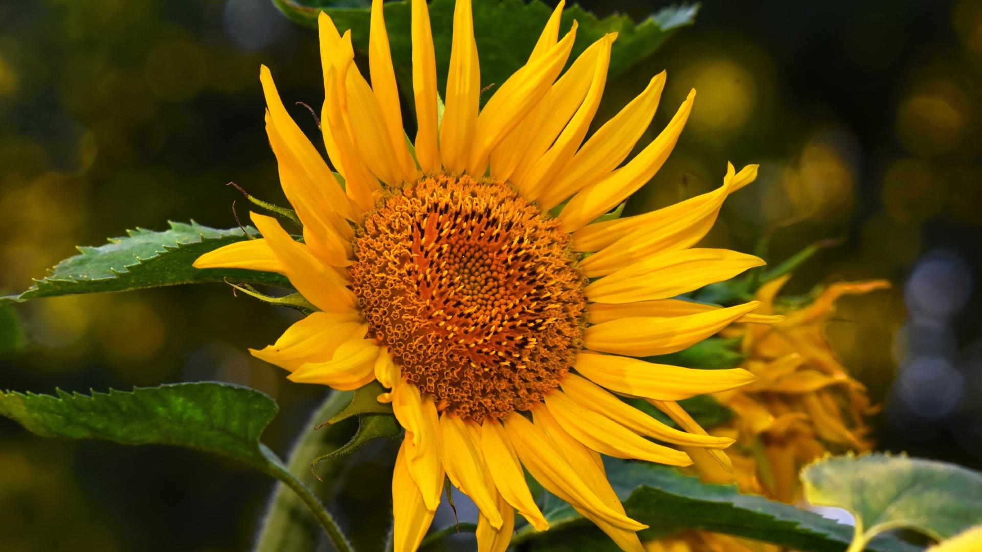 1920X1080 Yellow Flowers Wallpapers - Top Free 1920X1080 Yellow Flowers ...