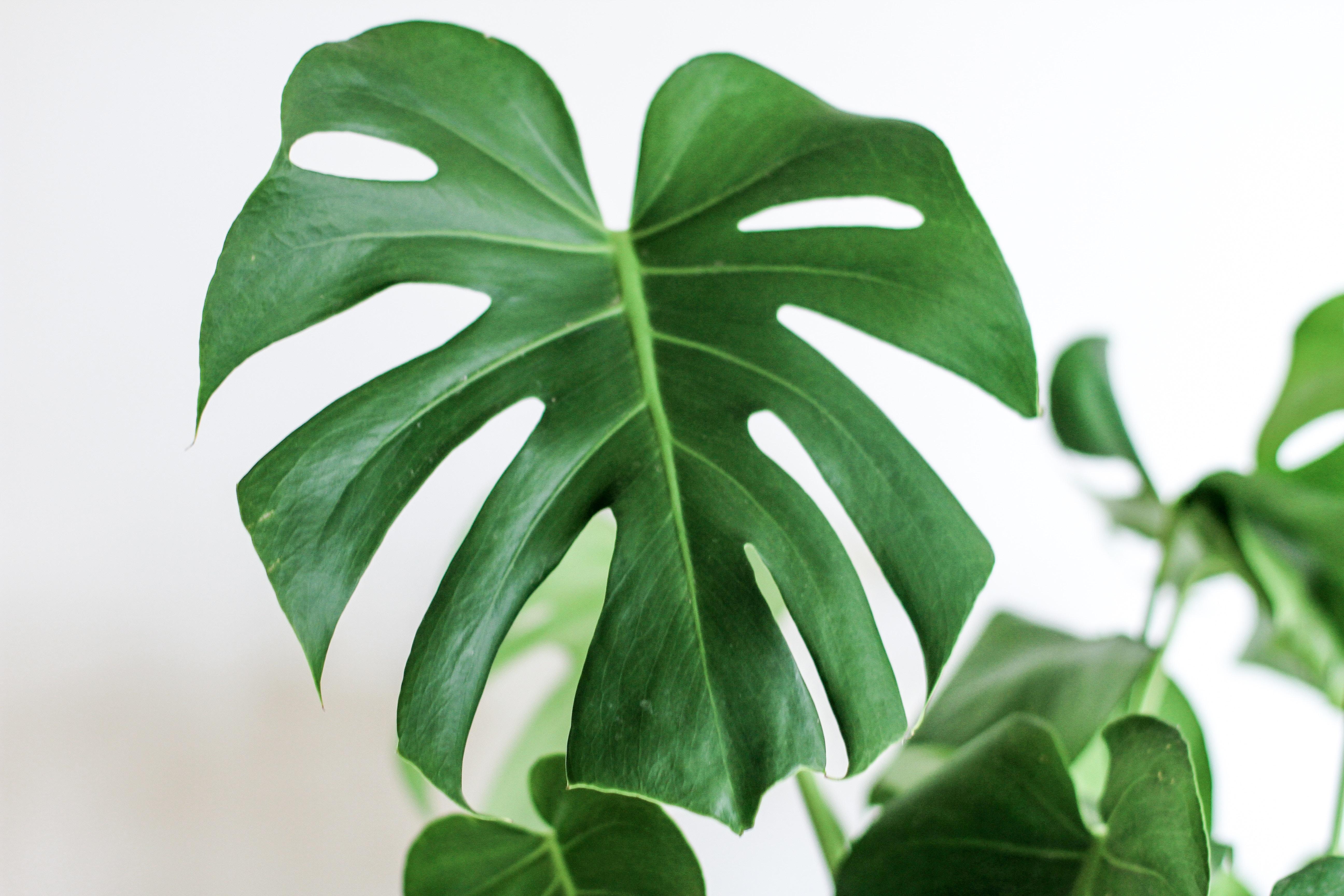 Monstera Plant Wallpapers - Top Free Monstera Plant Backgrounds ...