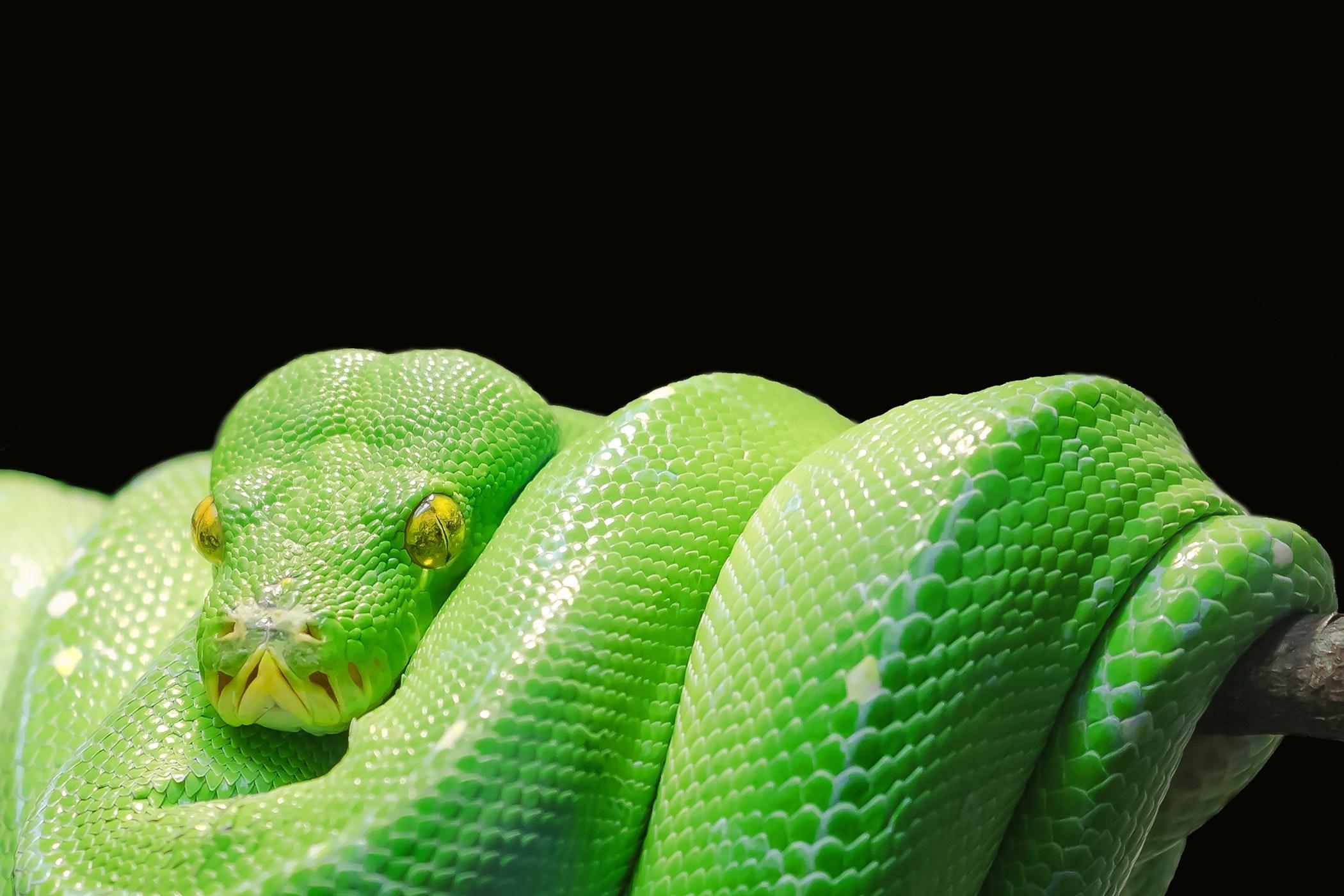 Green Python Wallpapers - Top Free Green Python Backgrounds ...