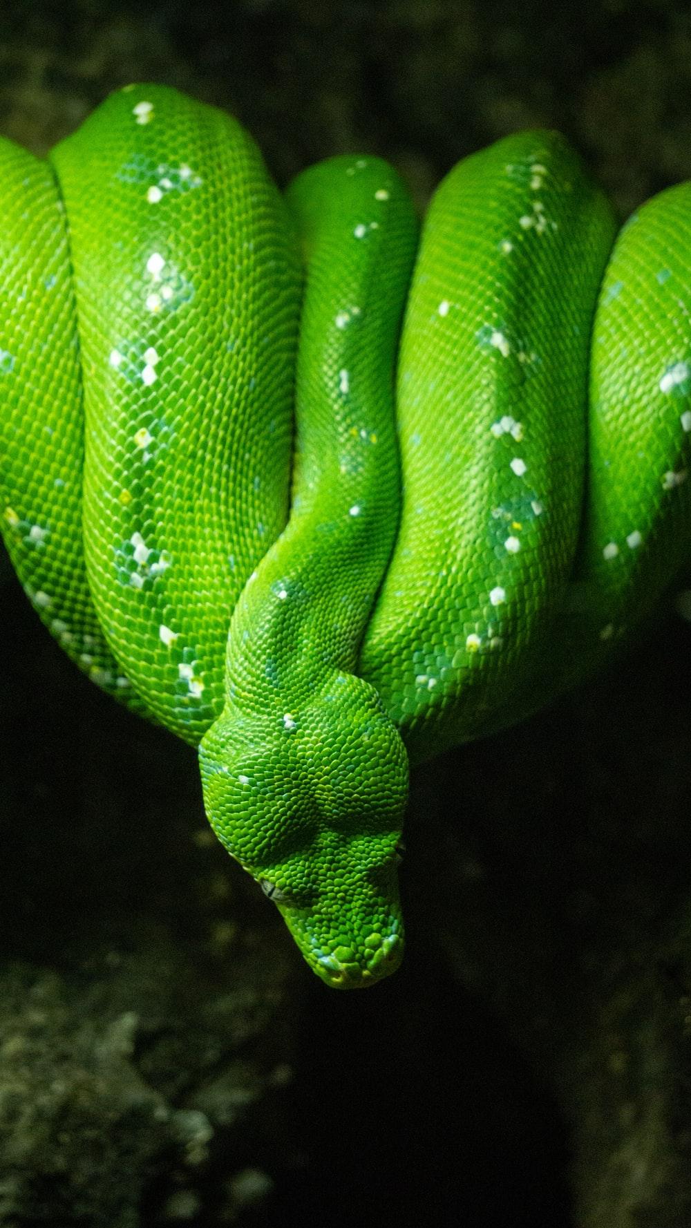 Green Python Wallpapers - Top Free Green Python Backgrounds ...