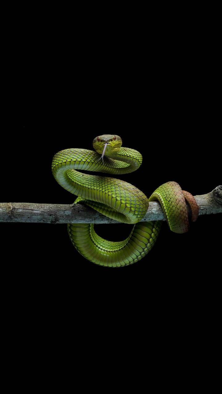 Green Python Wallpapers - Top Free Green Python Backgrounds ...