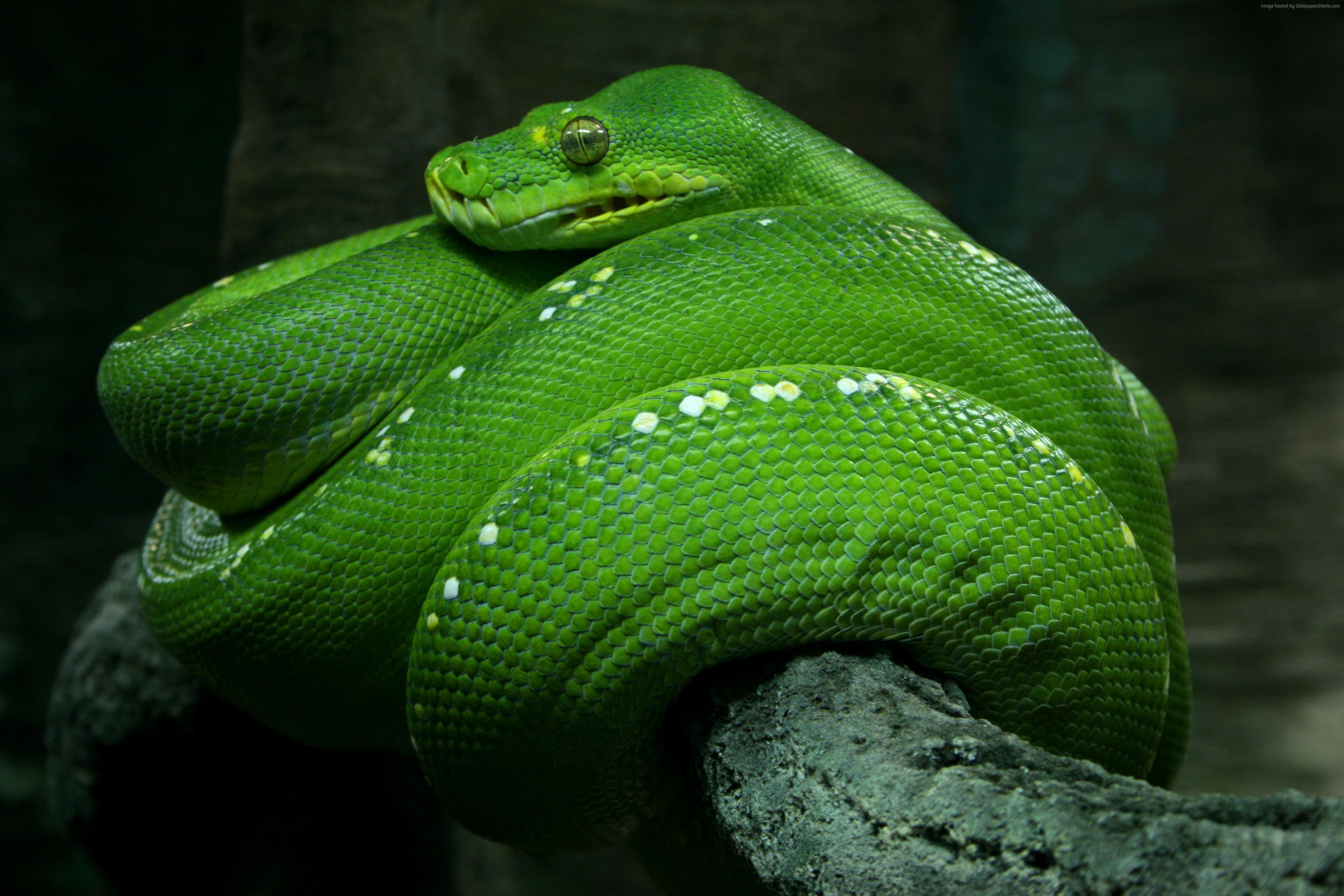 Green Python Wallpapers - Top Free Green Python Backgrounds ...