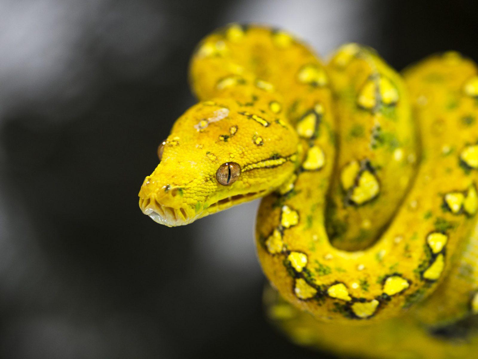 Green Python Wallpapers - Top Free Green Python Backgrounds ...