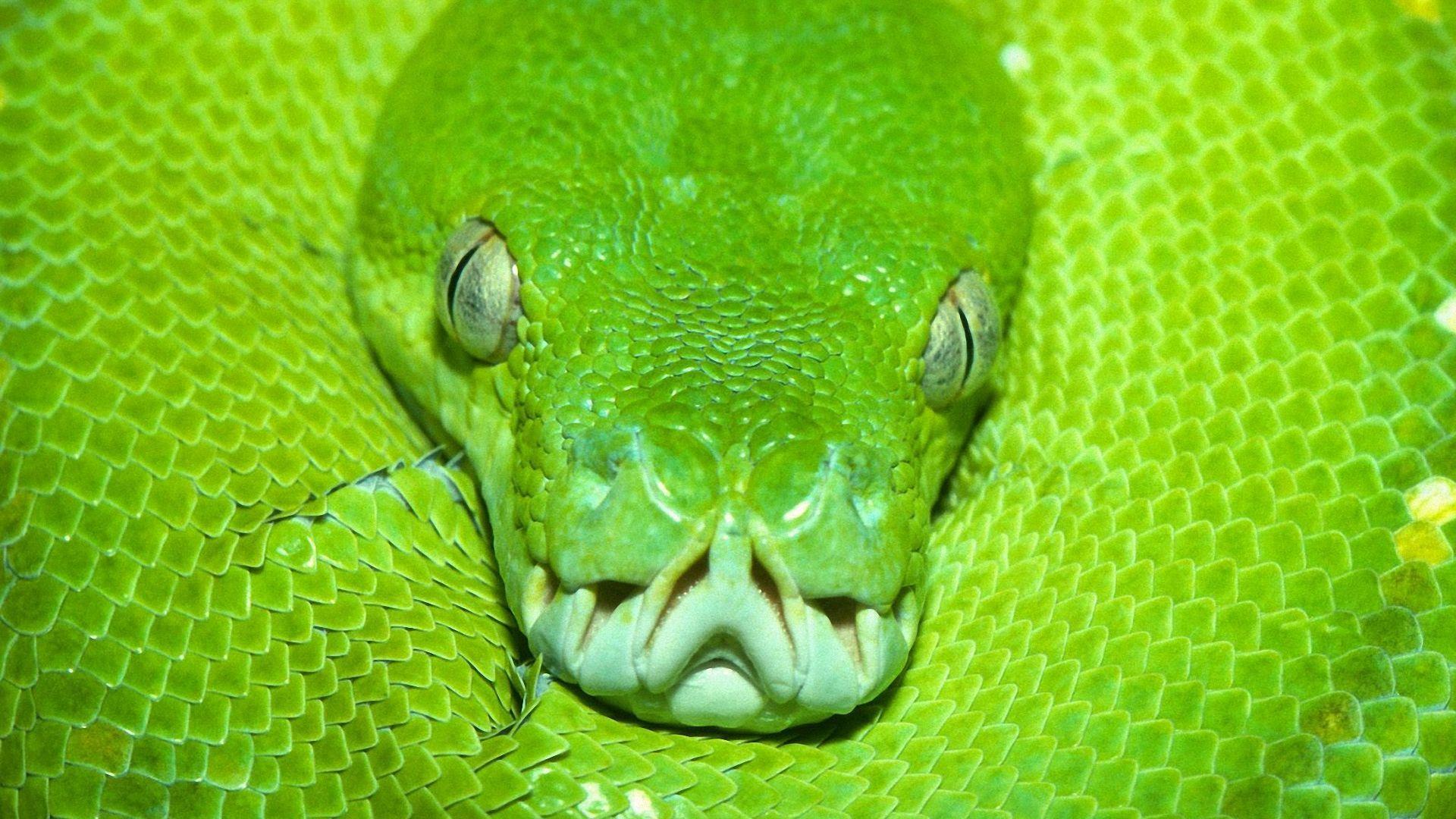 Green Python Wallpapers - Top Free Green Python Backgrounds ...