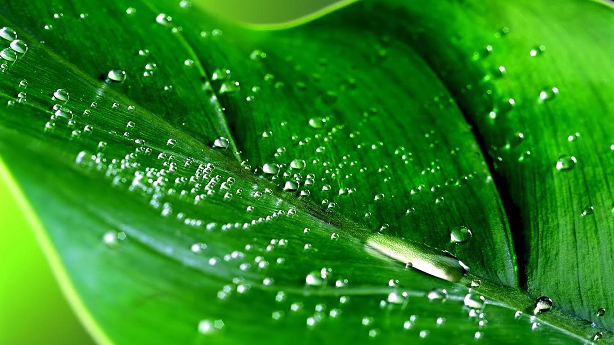 Rain Laptop Wallpapers - Top Free Rain Laptop Backgrounds - WallpaperAccess