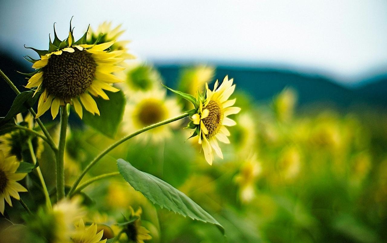 Green Sunflower Wallpapers - Top Free Green Sunflower Backgrounds ...