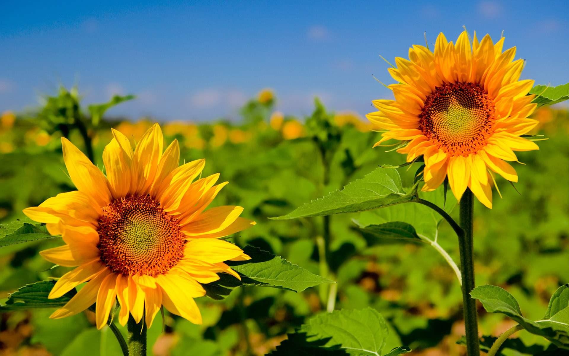 Green Sunflower Wallpapers - Top Free Green Sunflower Backgrounds ...