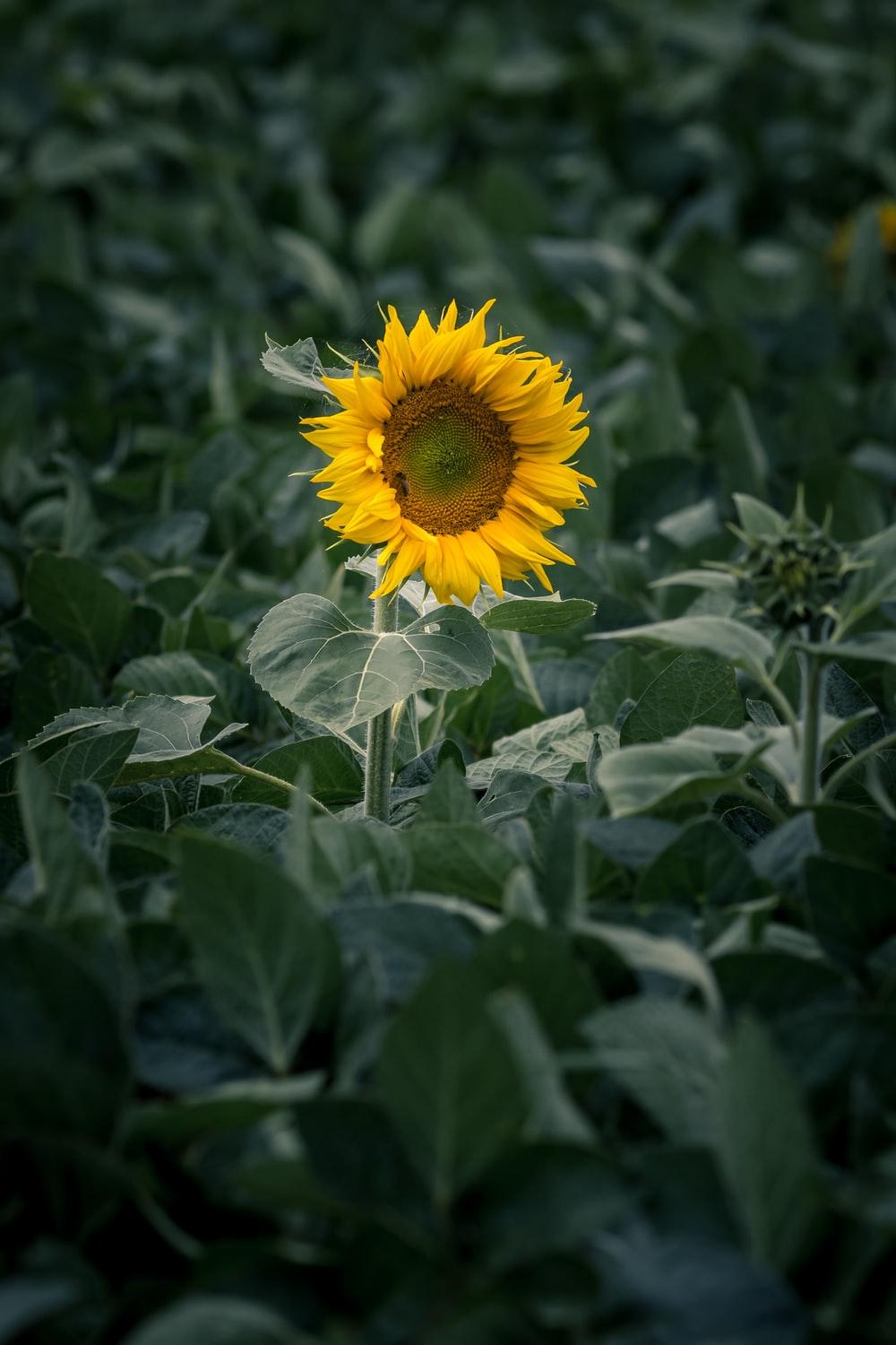 Green Sunflower Wallpapers - Top Free Green Sunflower Backgrounds ...